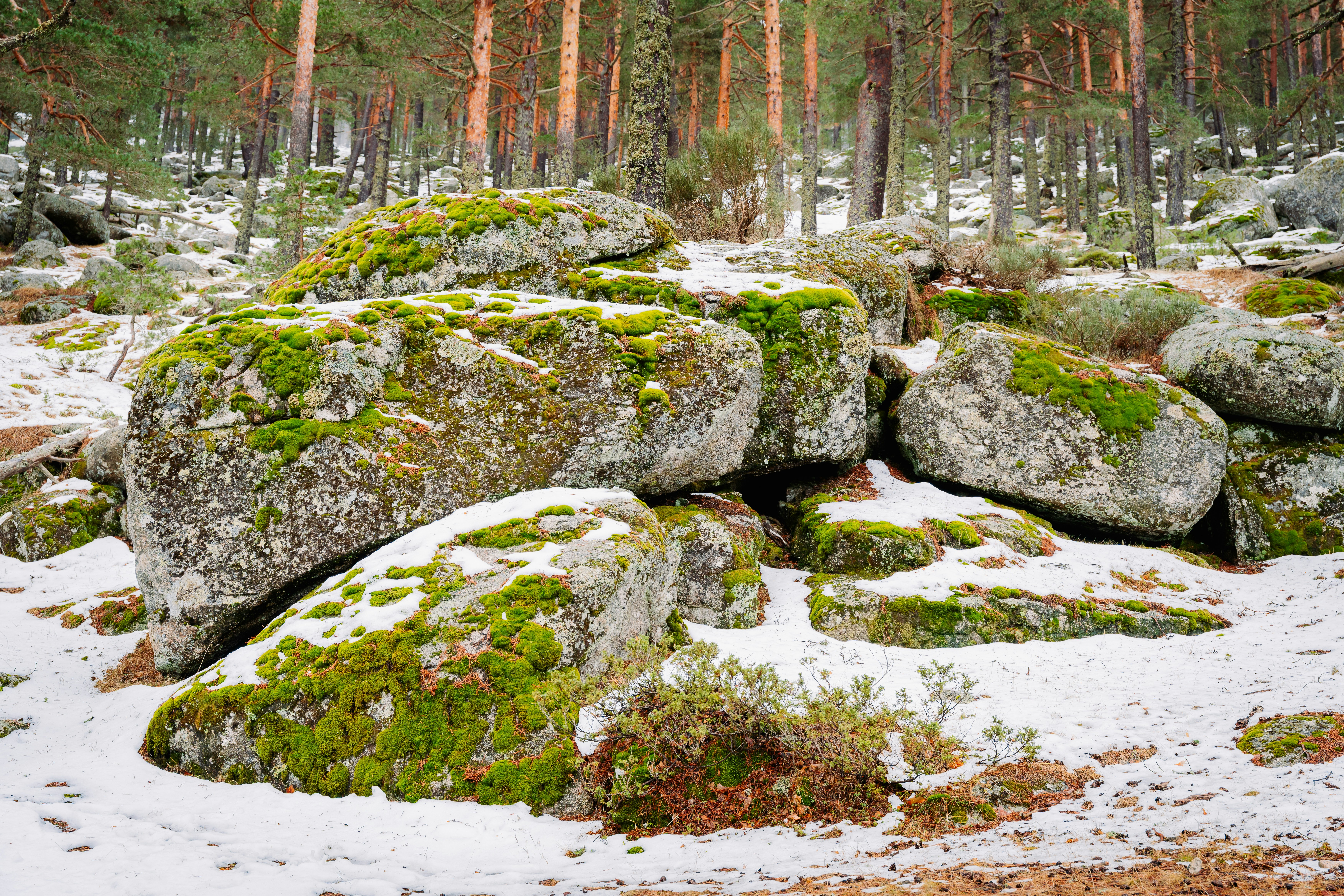 Moss-Cilled Boulders in Pine-Snow Glade