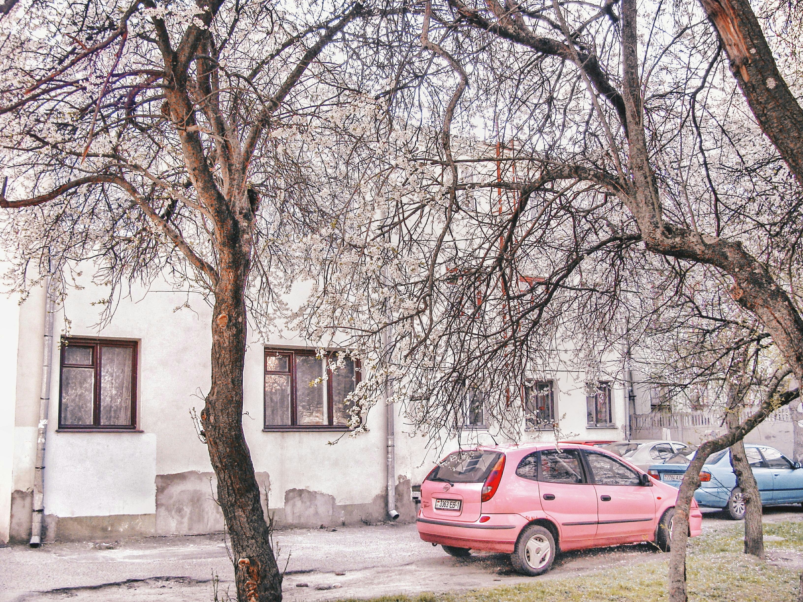 Pink Hatchback Under Winter Boughs