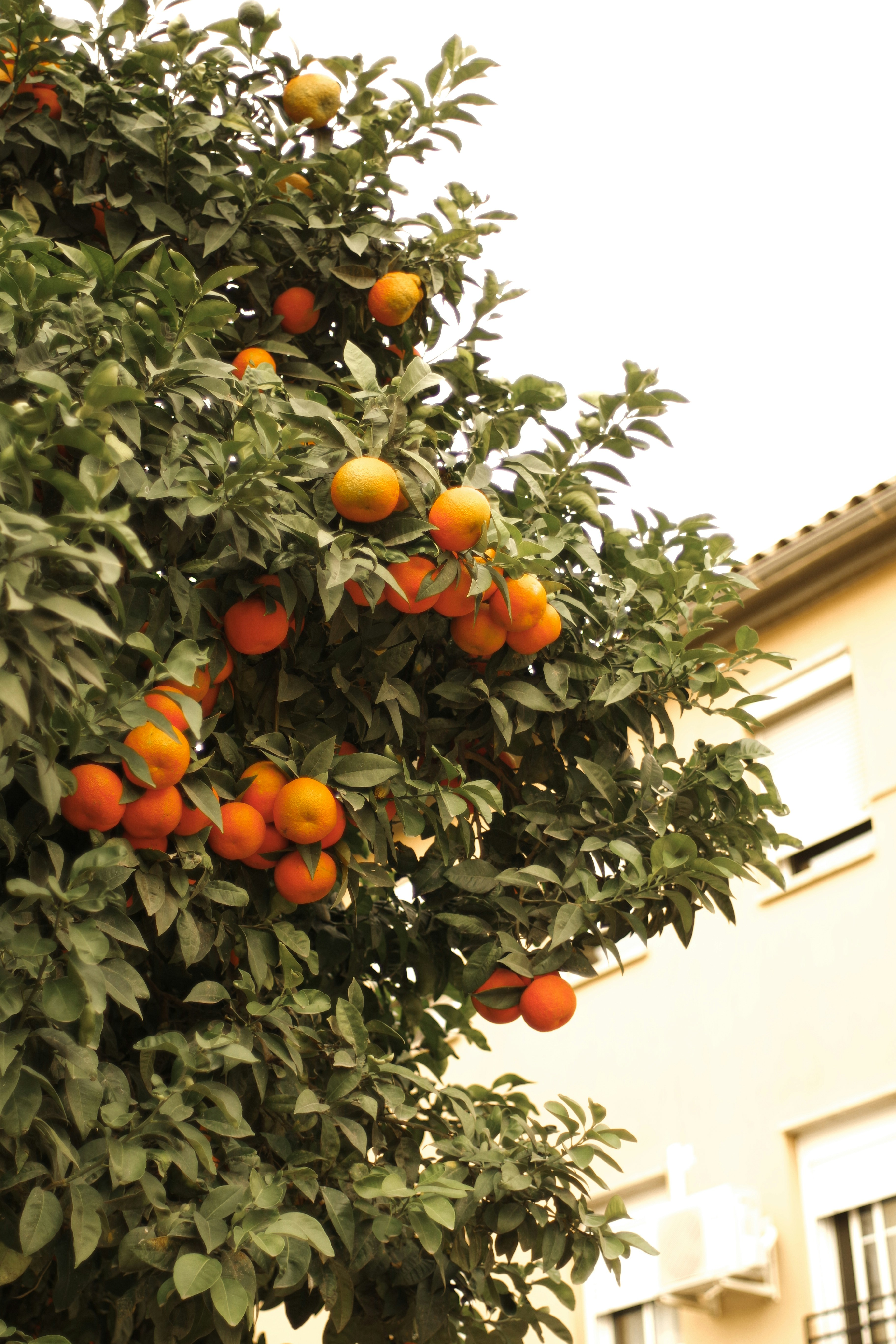 Orange Orchard Overhang