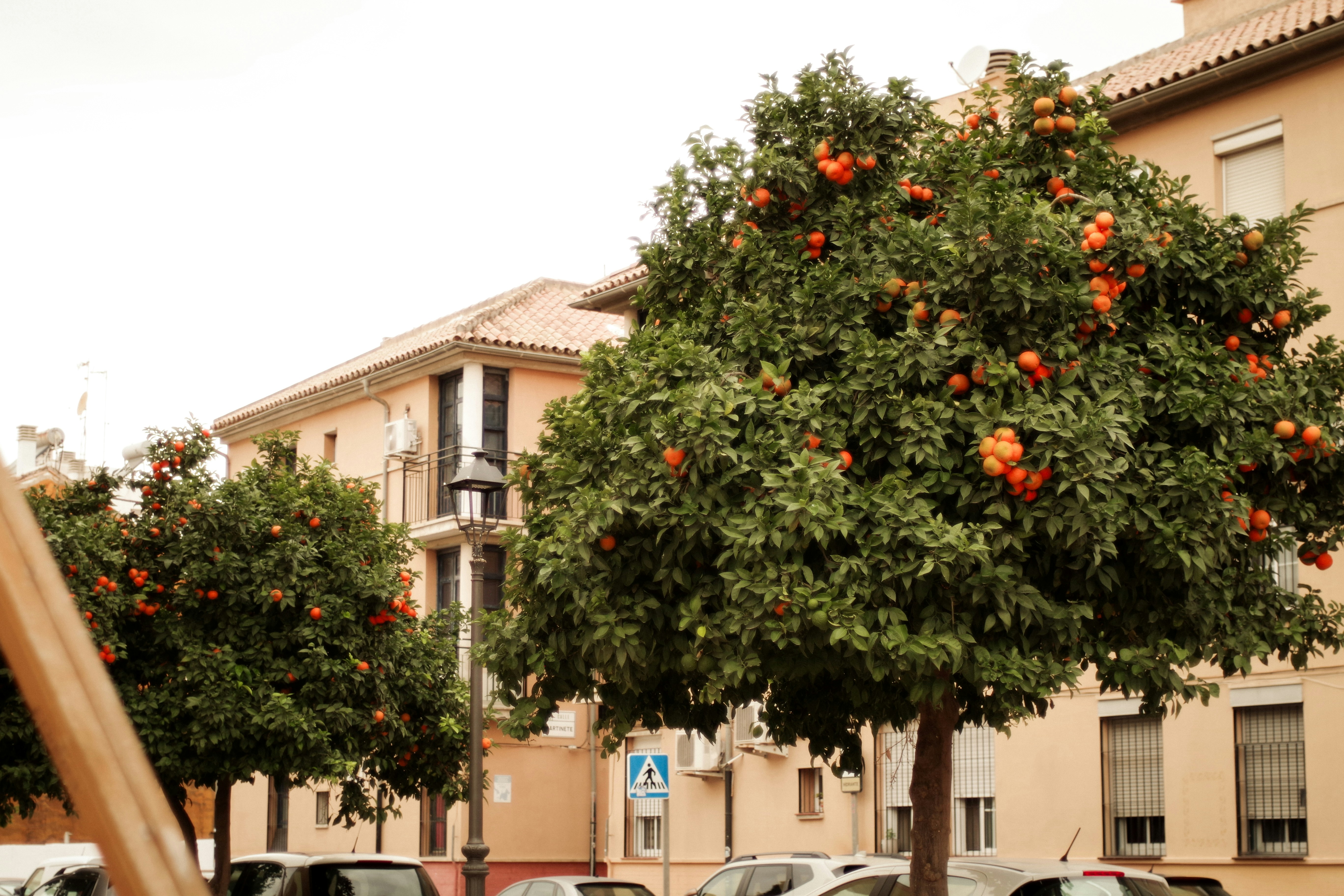 Orchard Street Canopy: Orange Trees Framing a Sunlit Spanish-Style Plaza