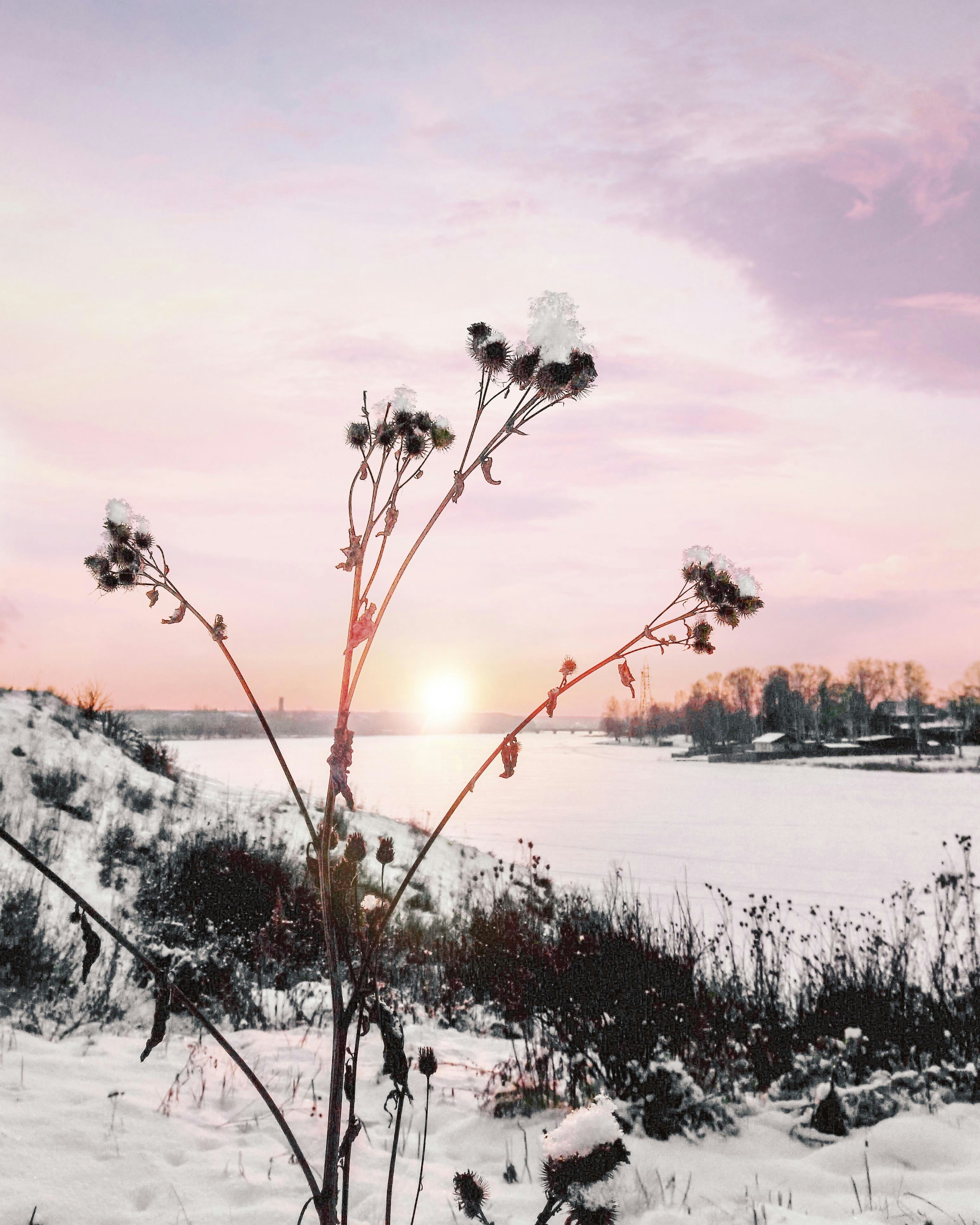 winter pink sunset landscape snow nature