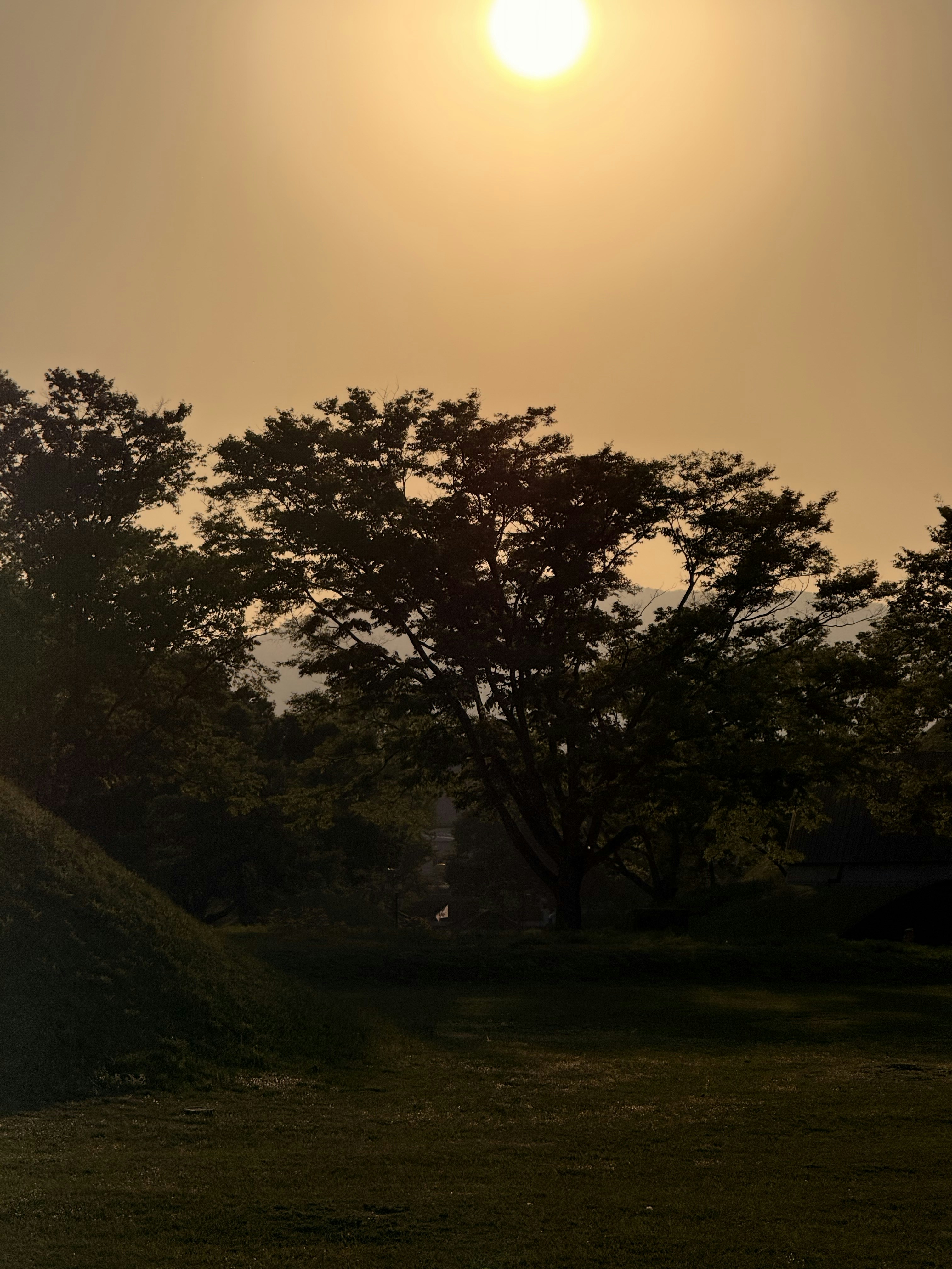 Sunlit Canopy: A Quiet Park Under Evening Glow