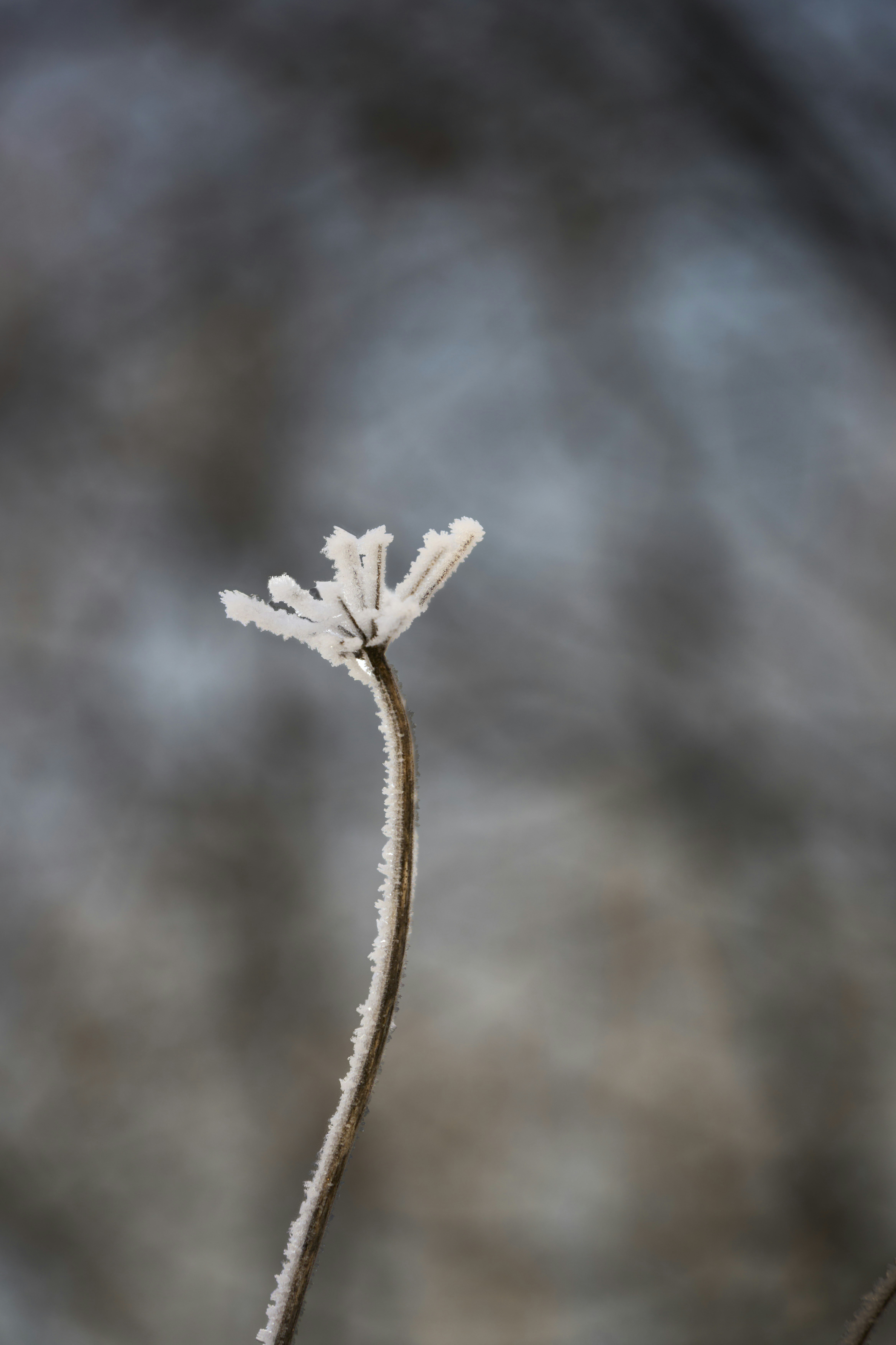 Photo by Wolfgang Hasselmann with Sony Alpha 7 IV