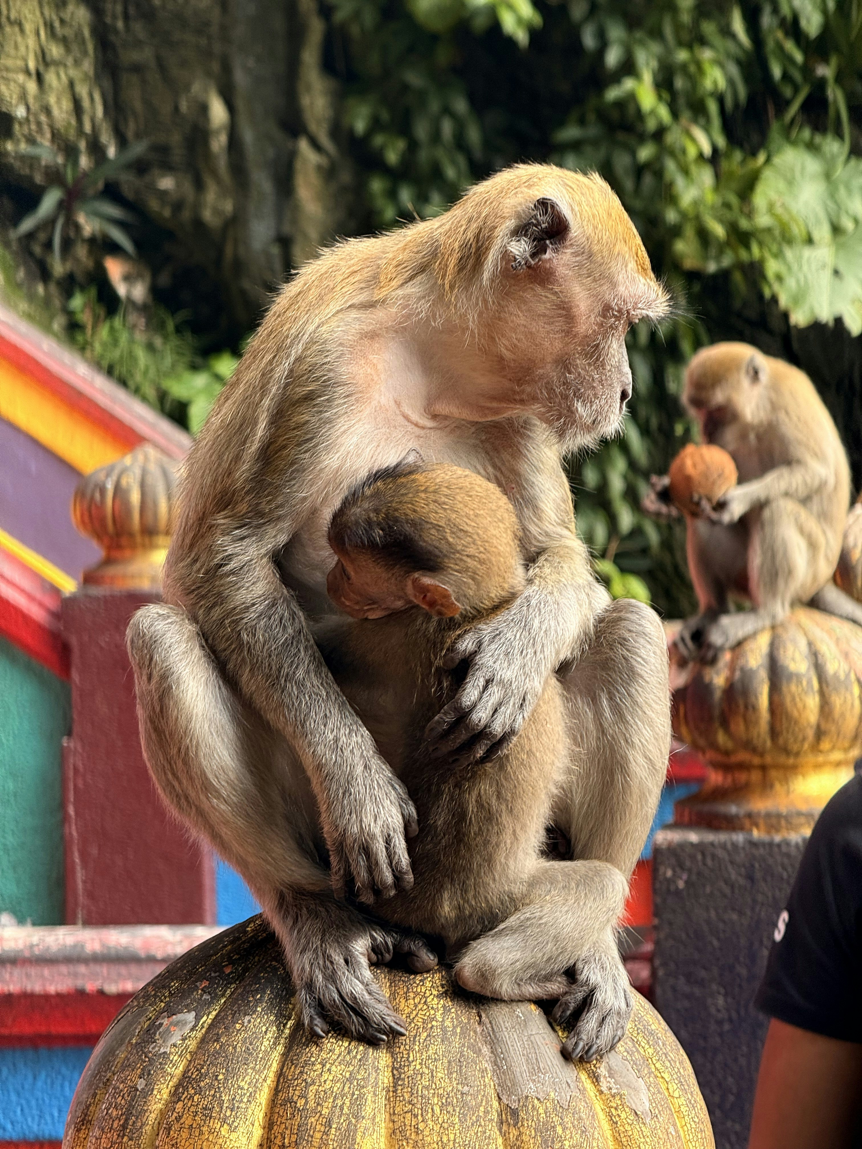 Mother Monkey and Baby cradle on a carved pedestal at a temple scene