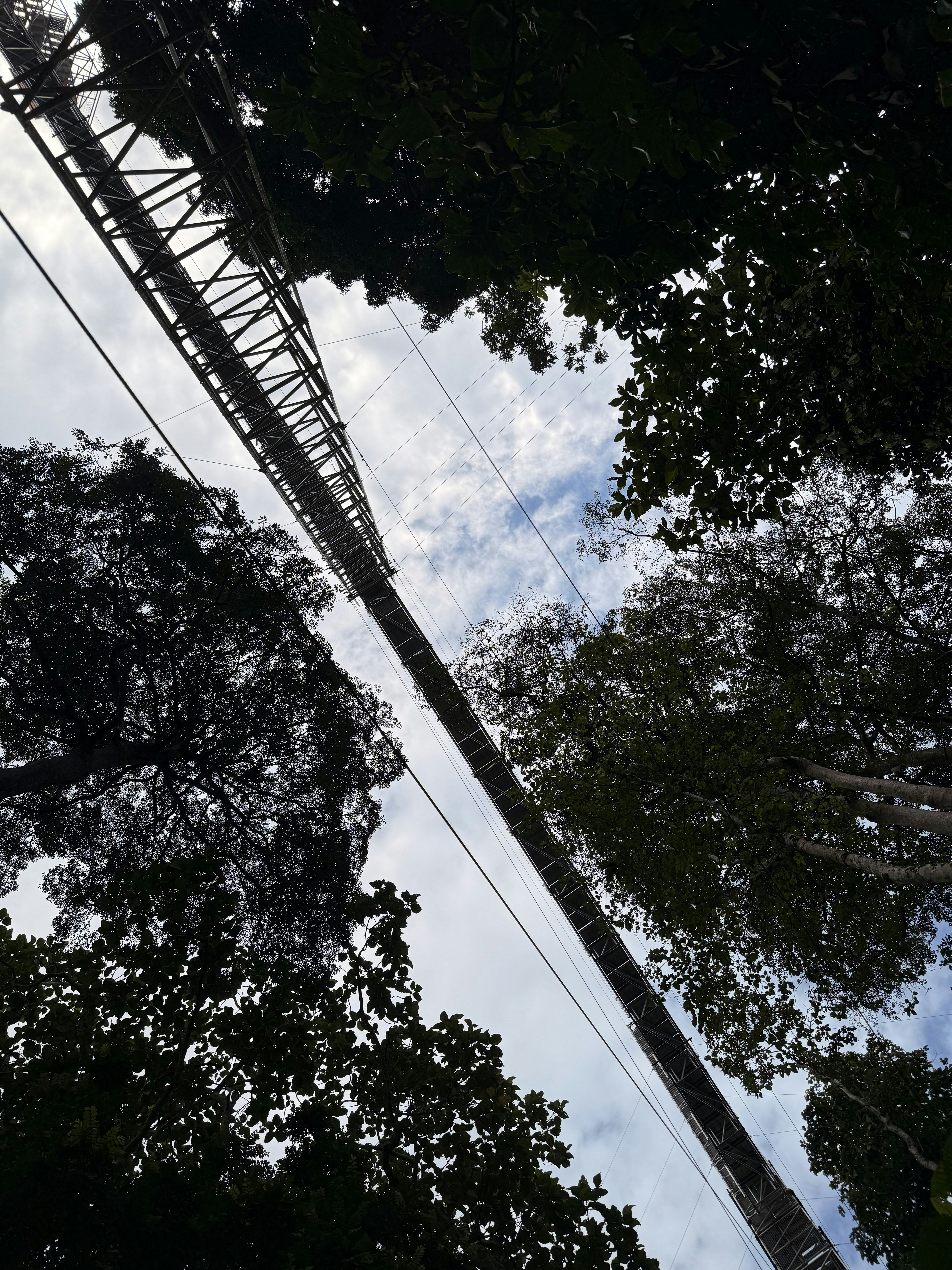 Skyward Thread: A Cable Bridge Reaches Through the Canopy