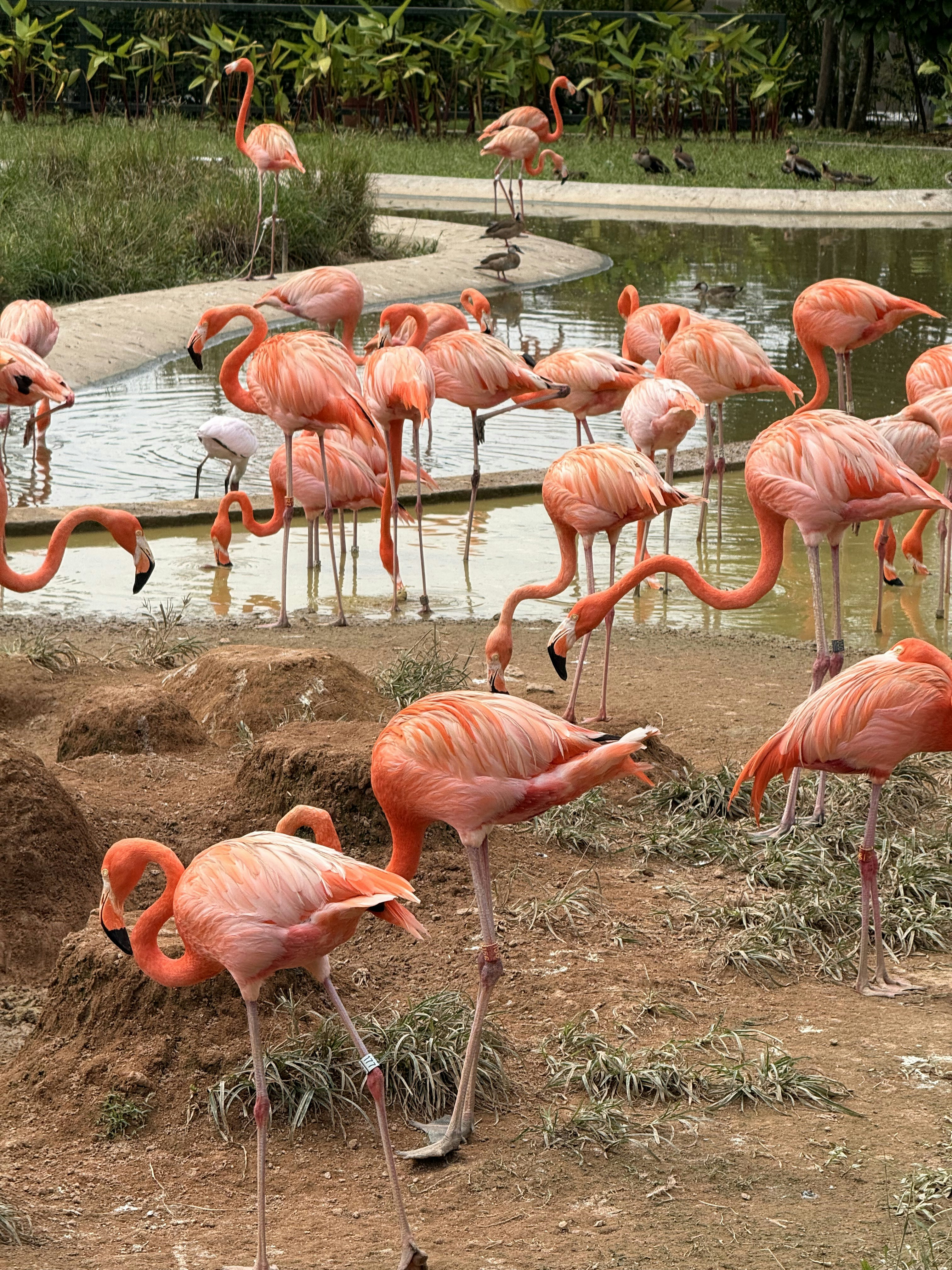 Flamingo Colony by the Water’s Edge