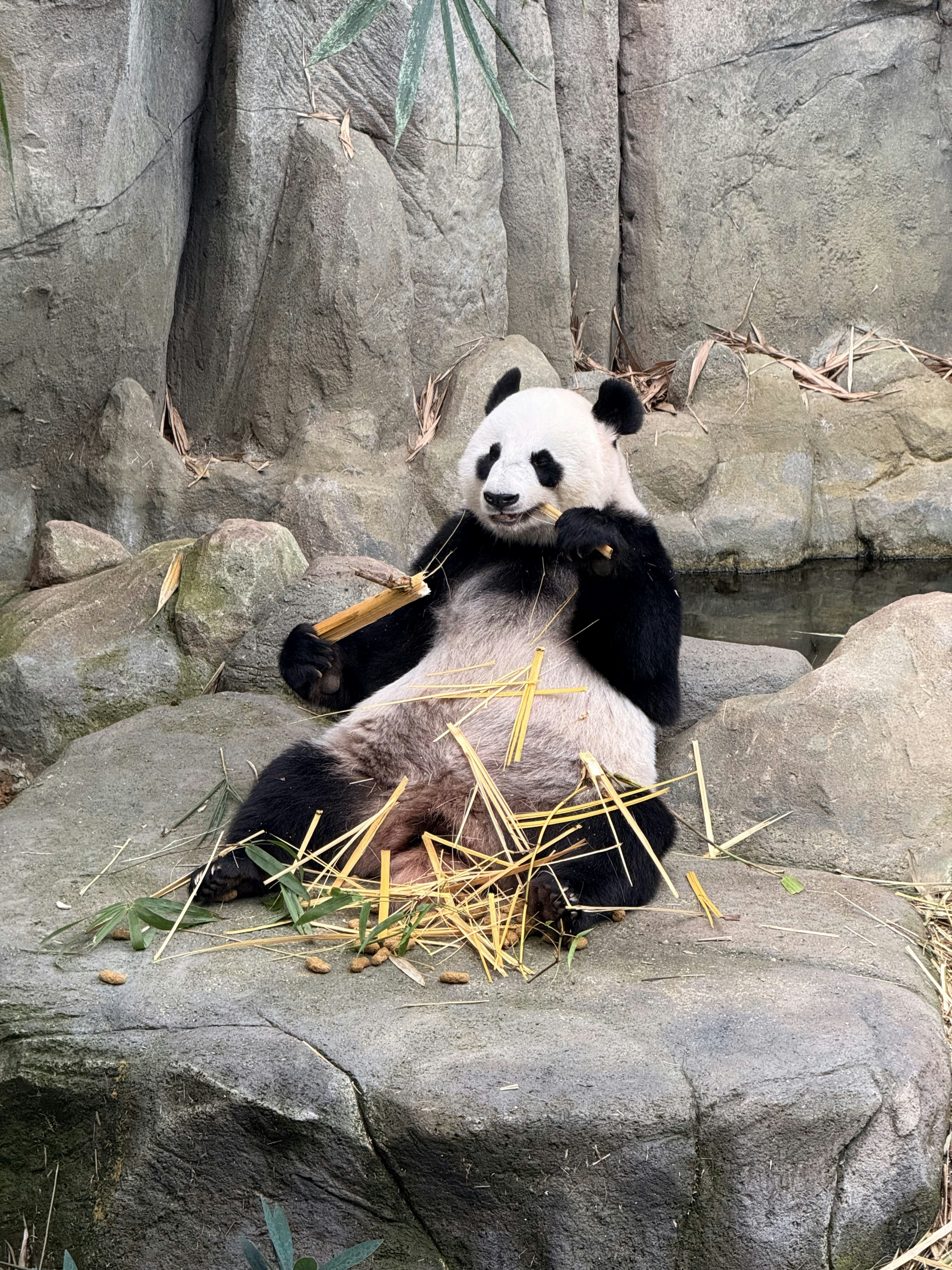 A panda sits on a rock eating bamboo. photo – Free Animal Image on Unsplash