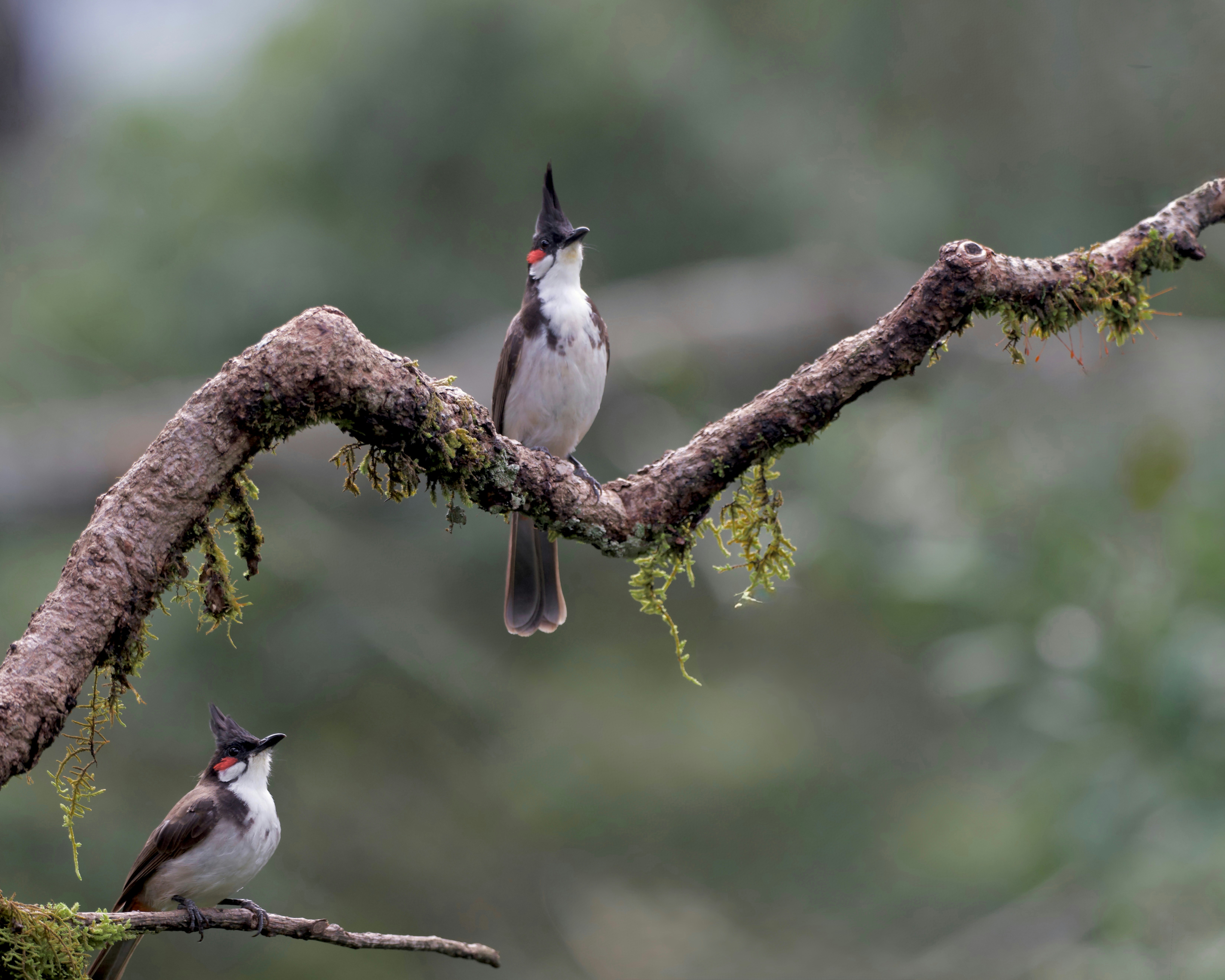 Two Red-breasted Songbirds Perched on a Mossy Branch