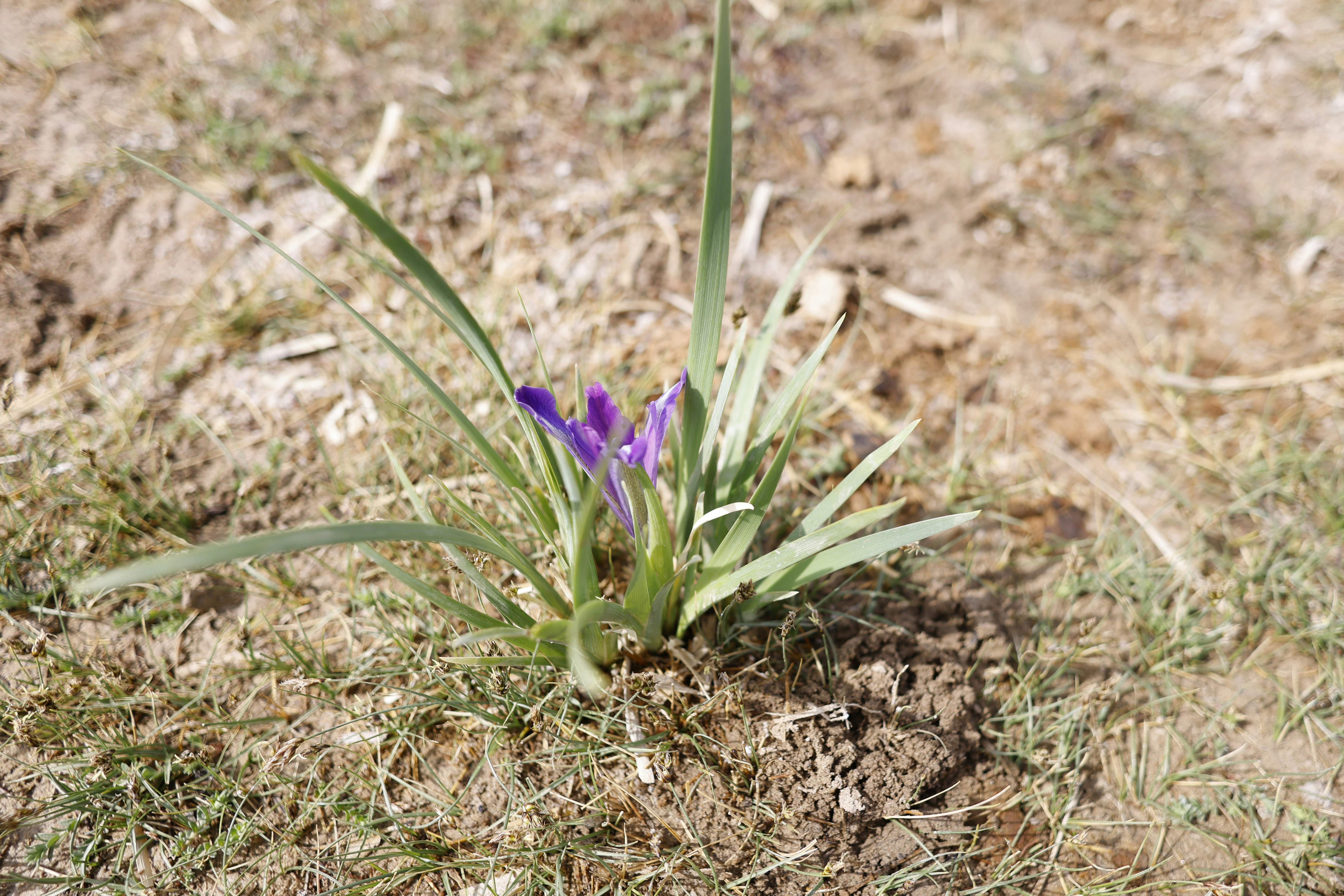 Purple iris sprouting from dry soil amid sparse grass