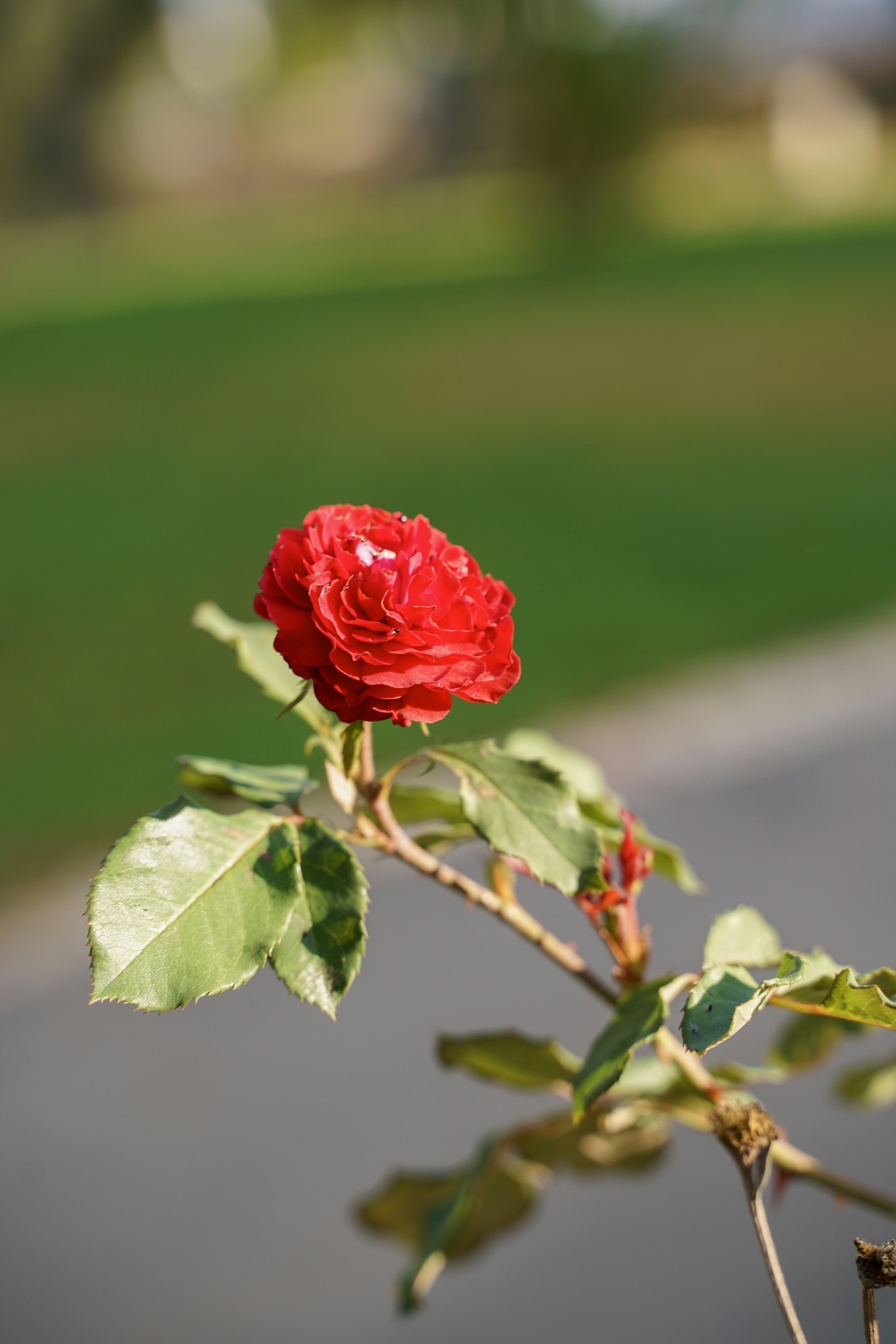 Crimson Rose Reaching Toward the Sun