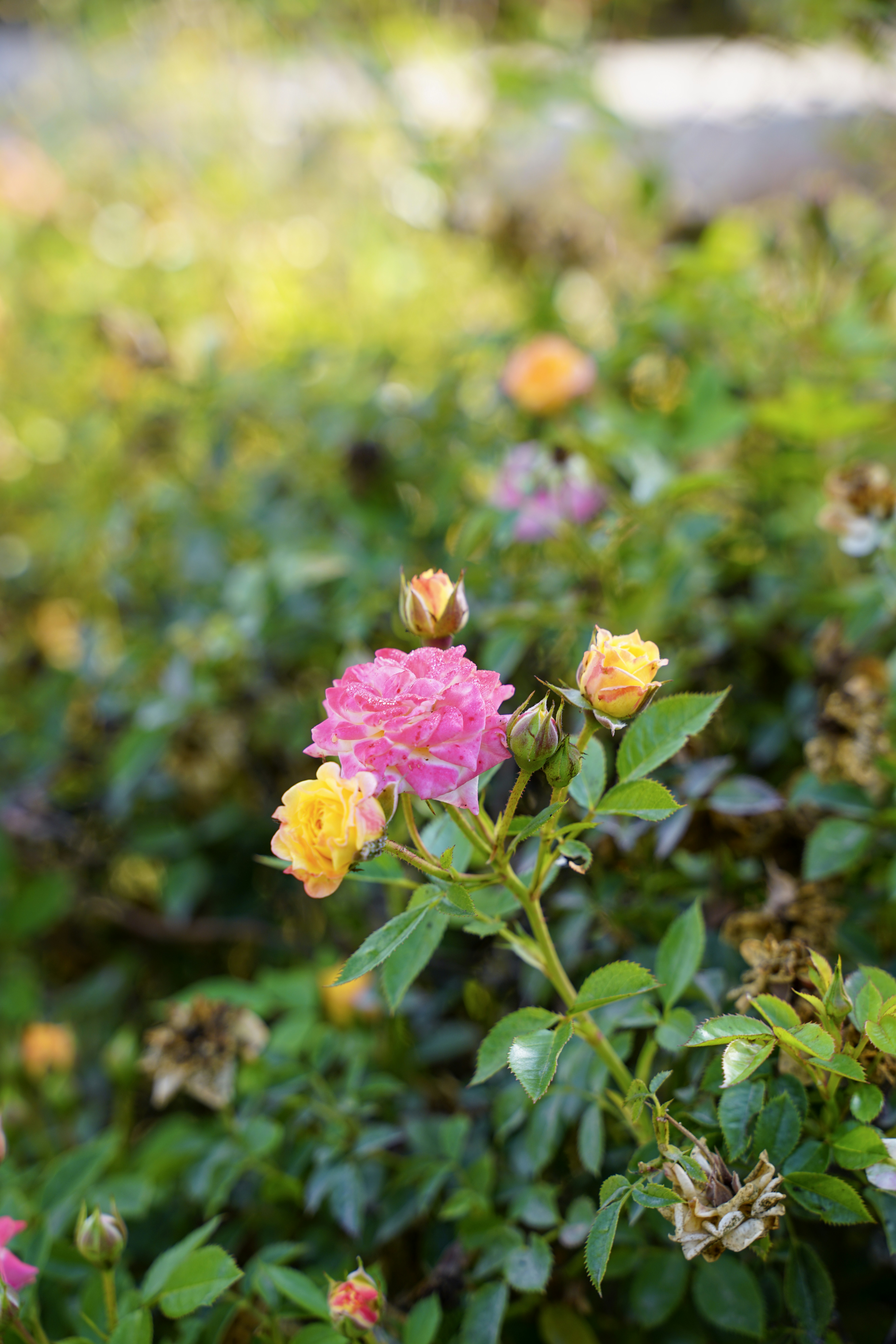 Photo by George 🦅 with Sony Alpha 7R II