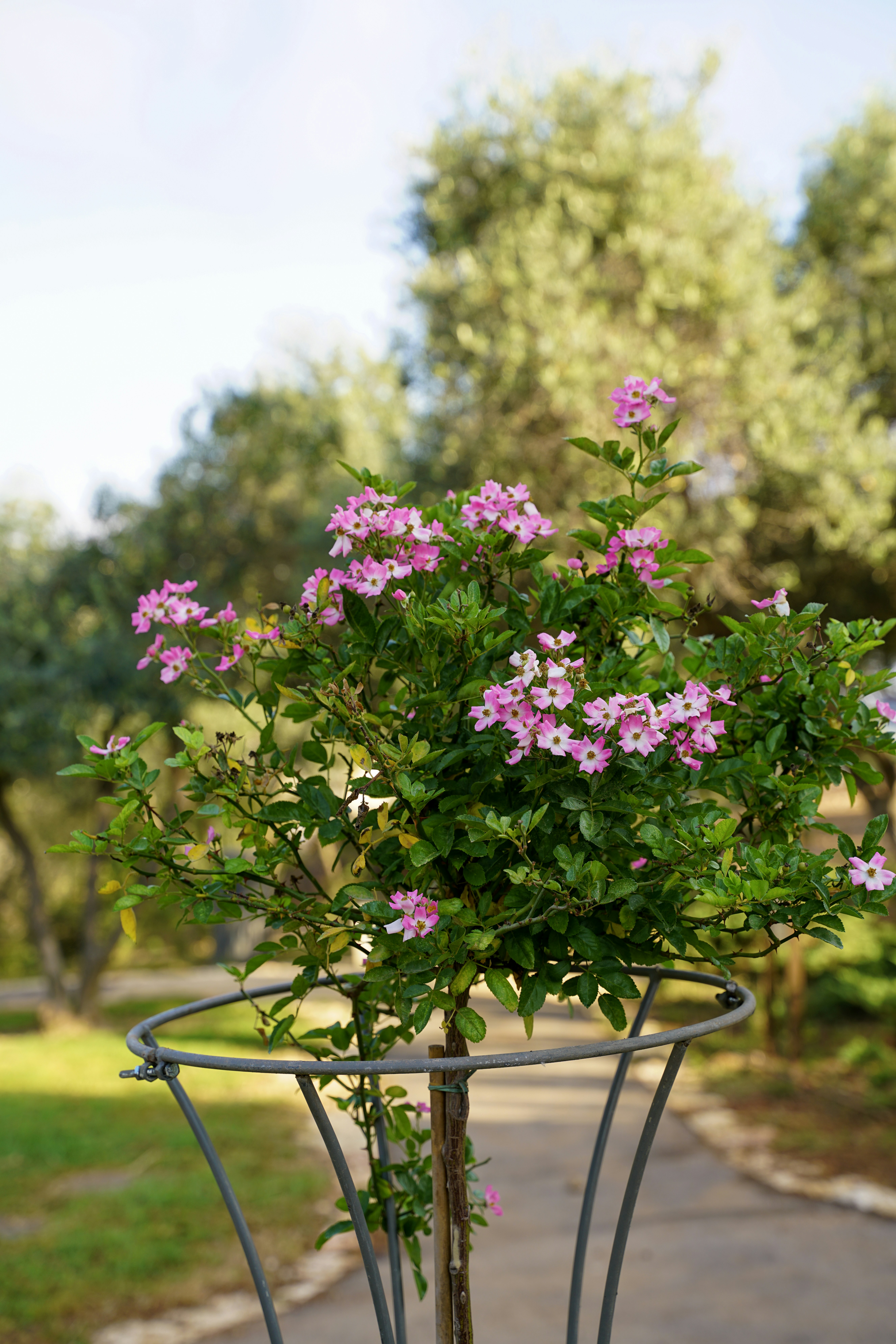 Blooms in a Metal Circle: A Potted Rose Garden Path