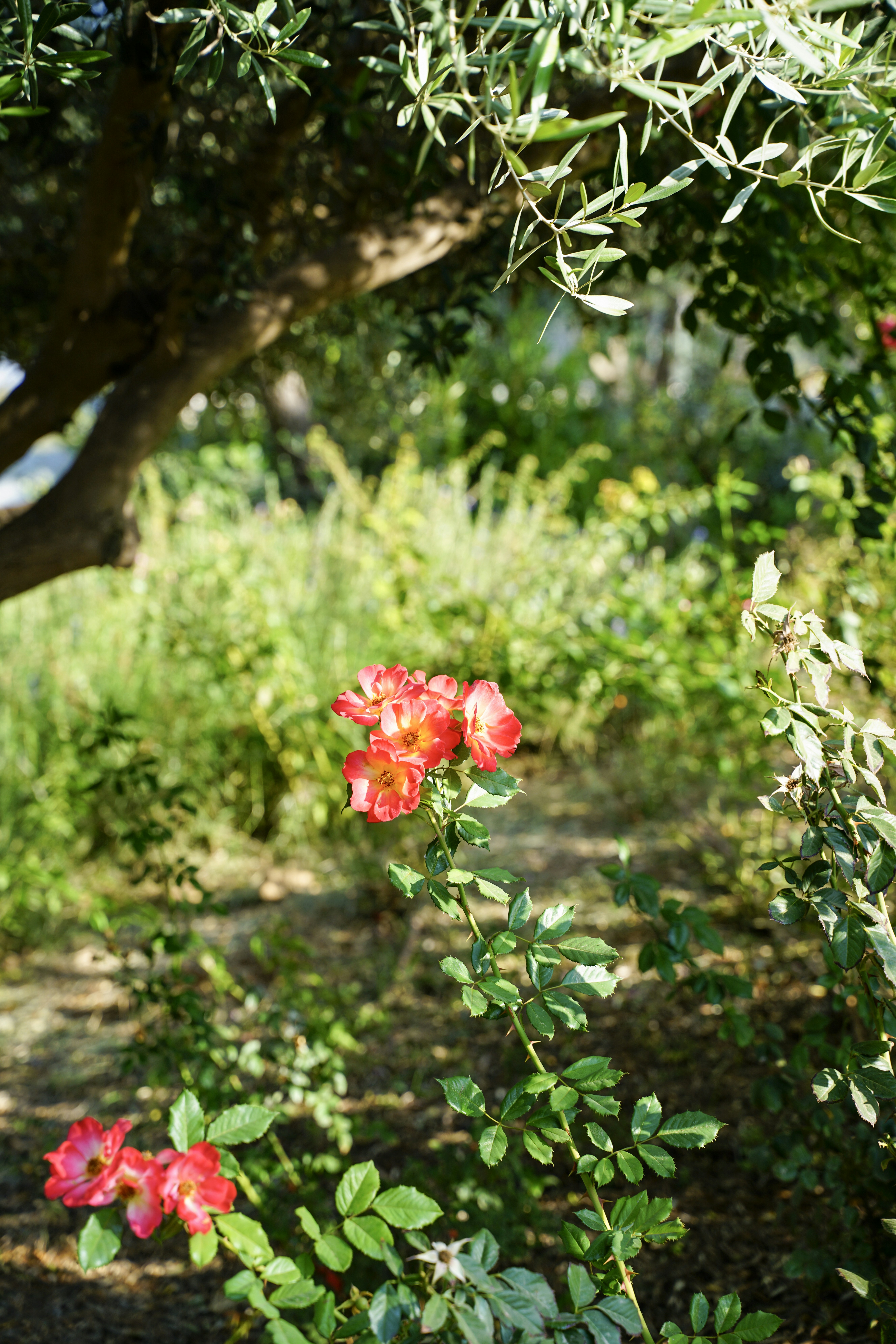 Photo by George 🦅 with Sony Alpha 7R II