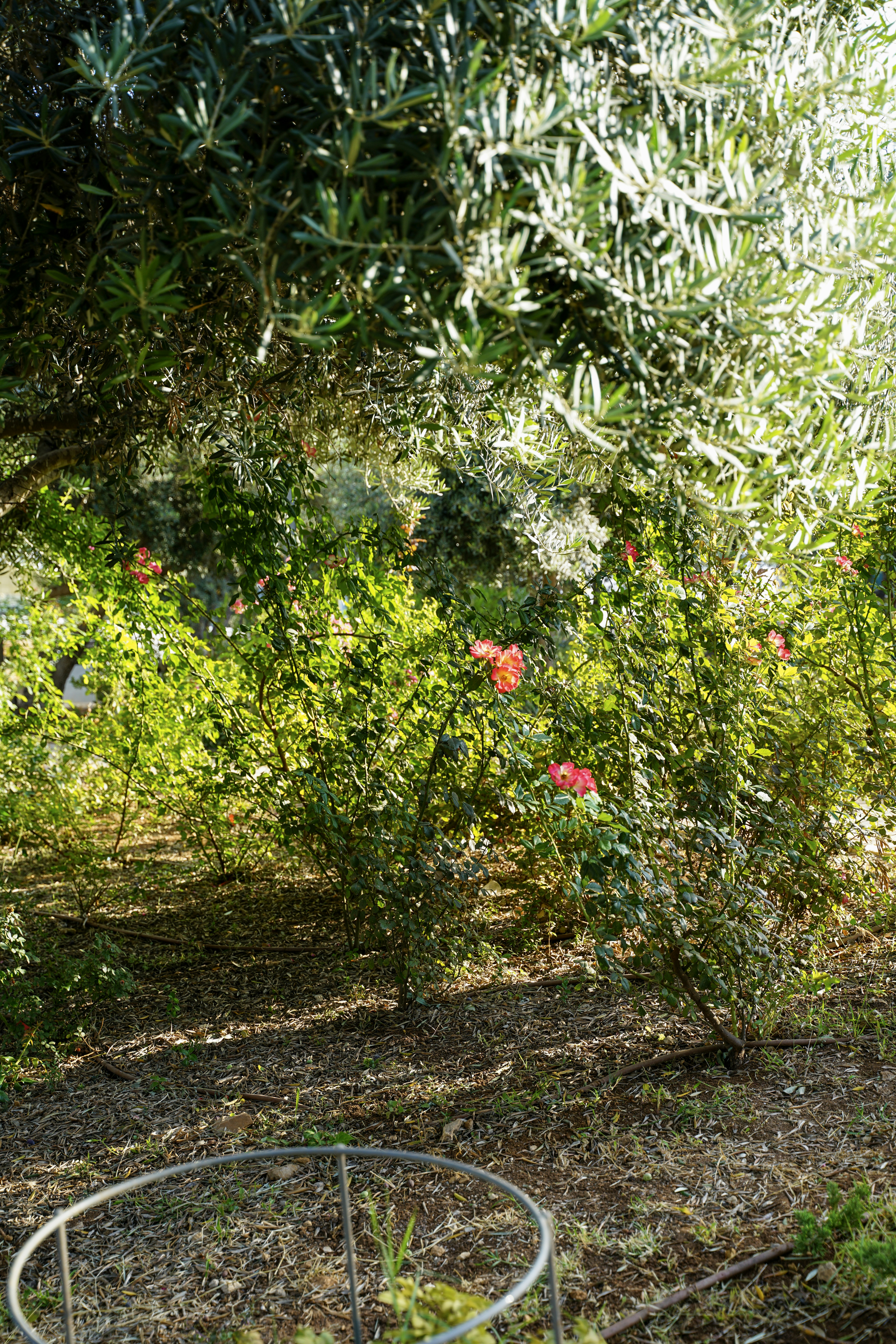 Photo by George 🦅 with Sony Alpha 7R II