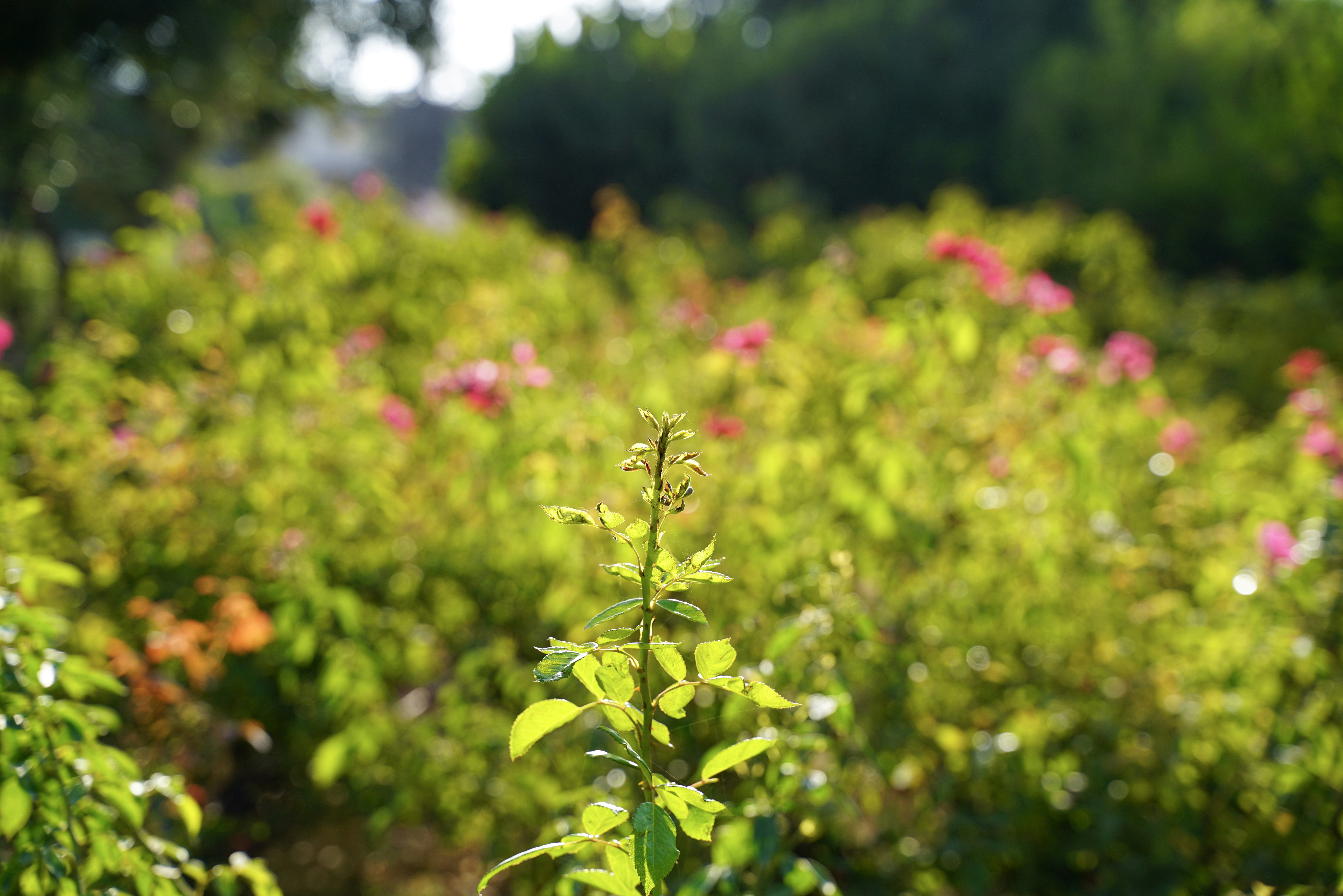 A single rose shoot in a sunlit field of blurred blossoms