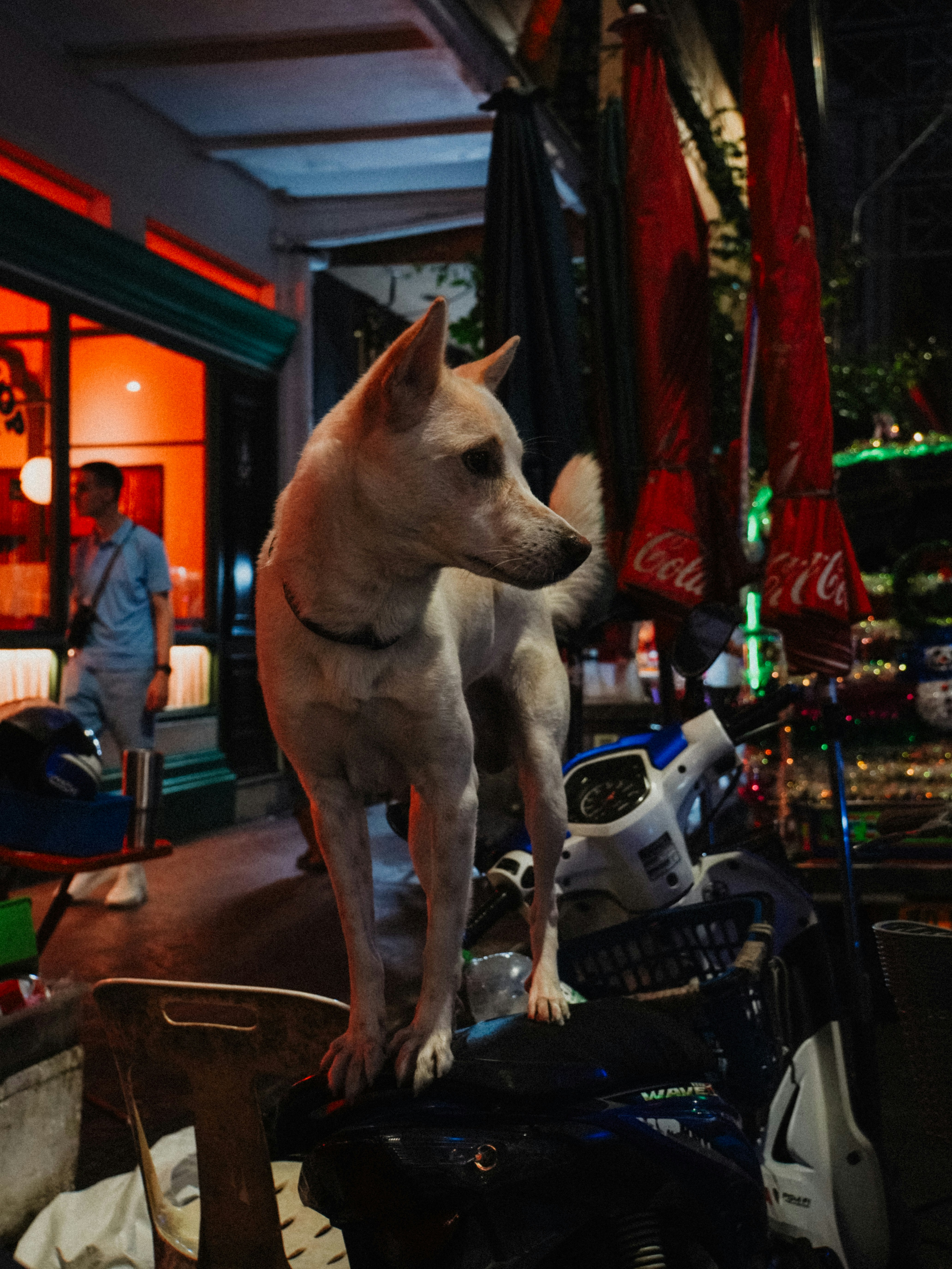 Streetwatcher: A White Shepherd Scans the Night Market