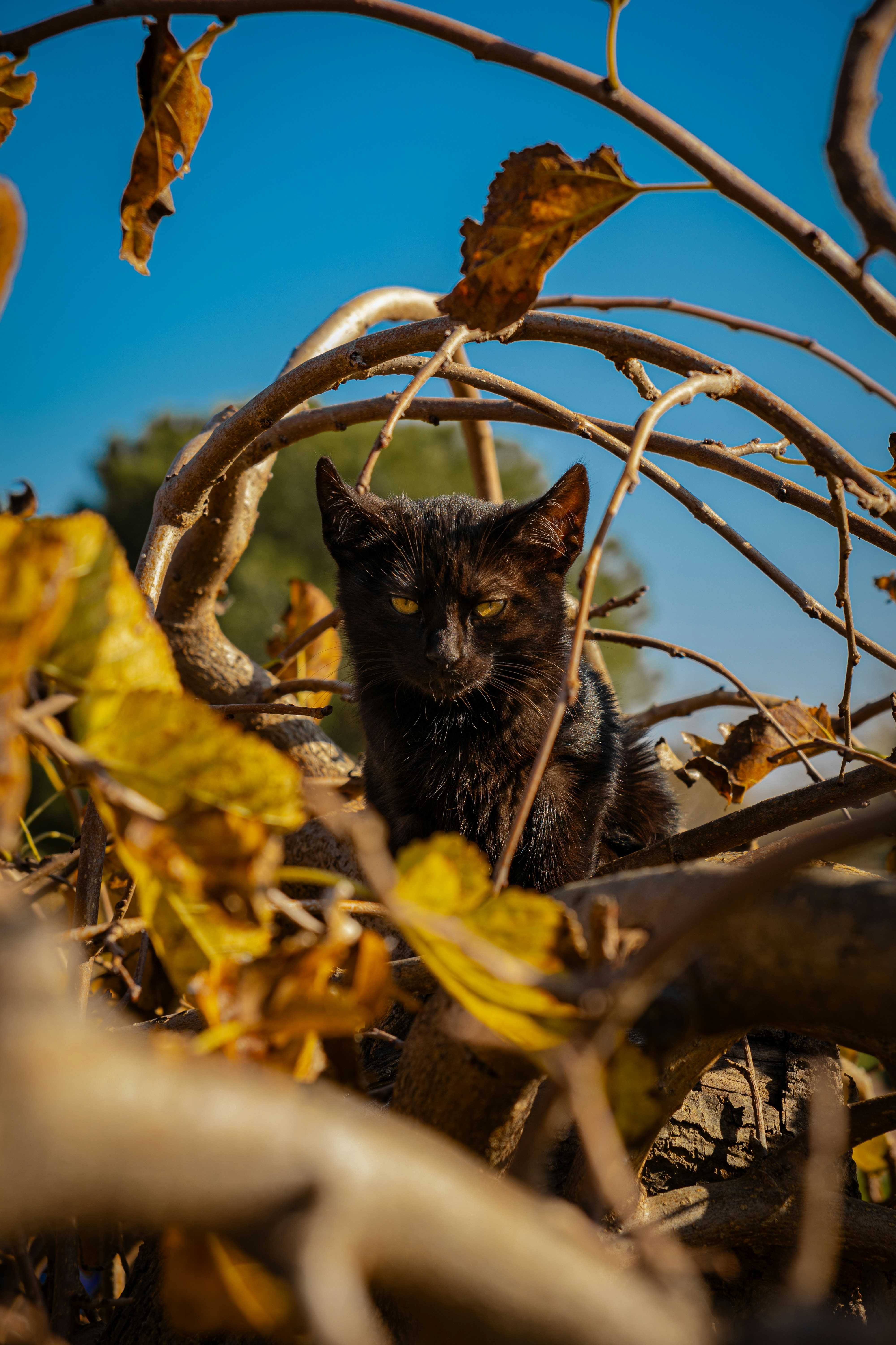 Hidden Observer: Black Cat Amid Autumn Tangles