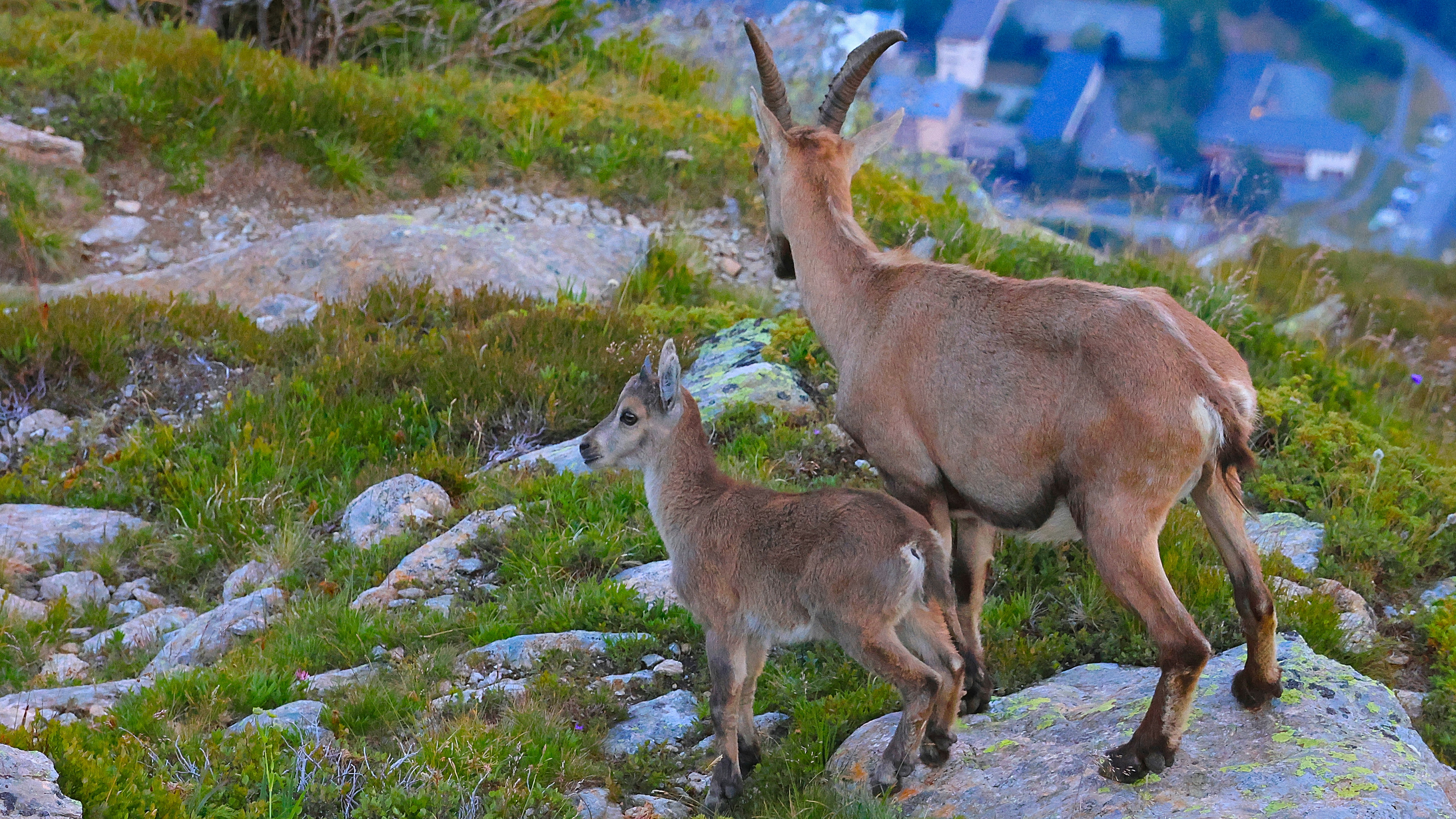 Stone-topped Pass: Two Ibex-like Goats Guard the Cliff’s Edge