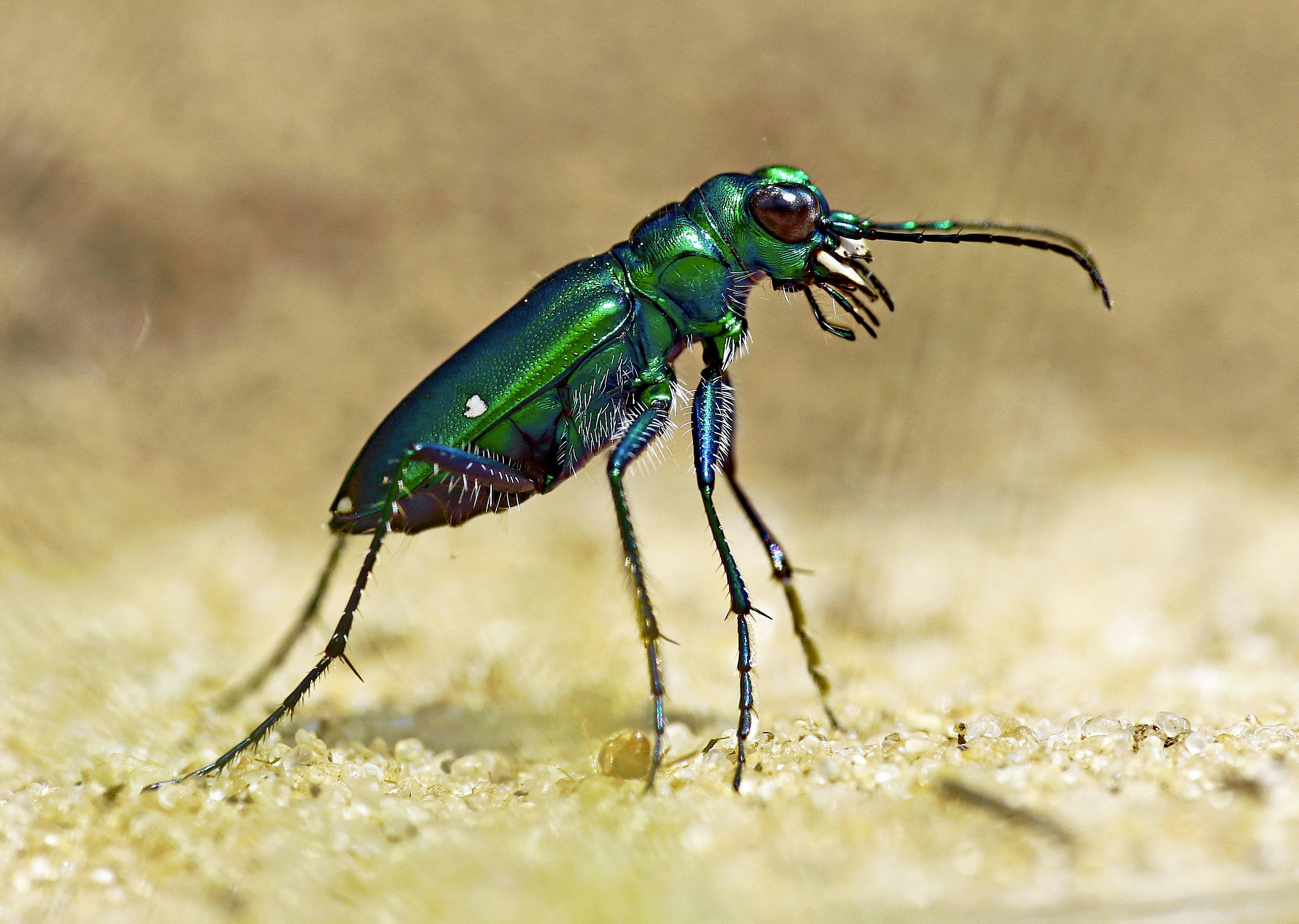 Emerald Hunter in Sunning Sand