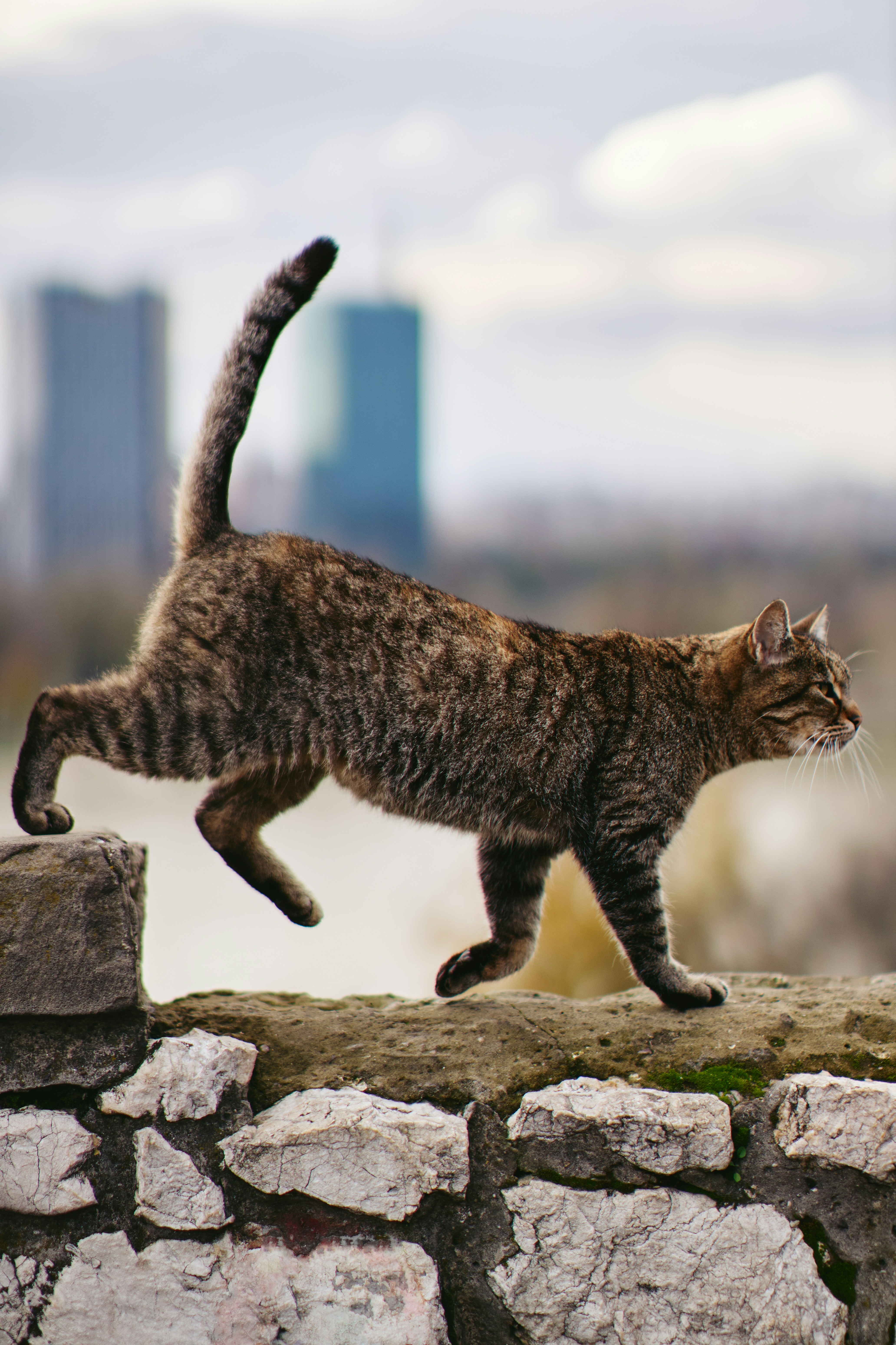 A tabby cat walks along a stone wall.