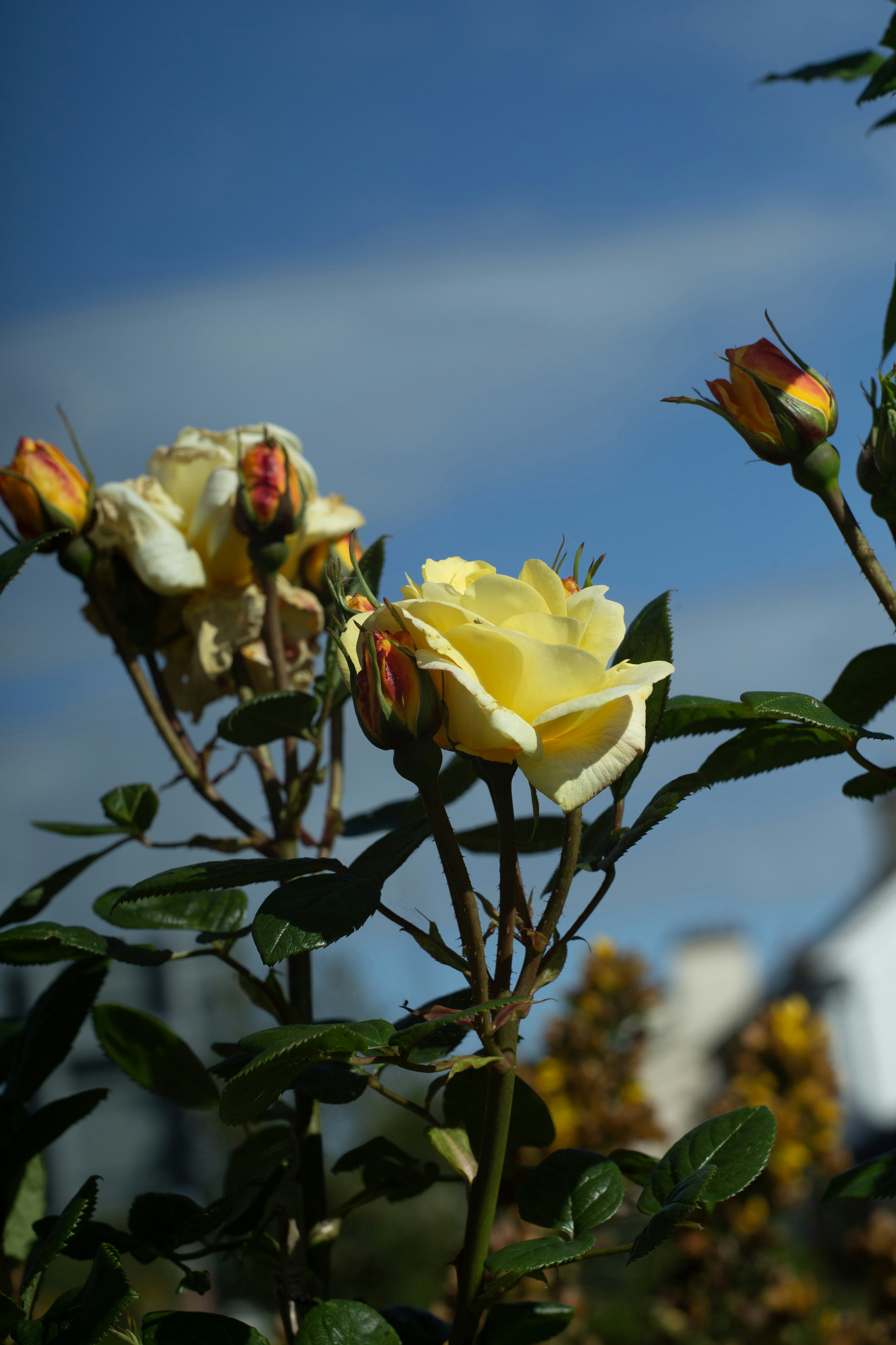 Yellow roses Reach Toward a Brighter Sky