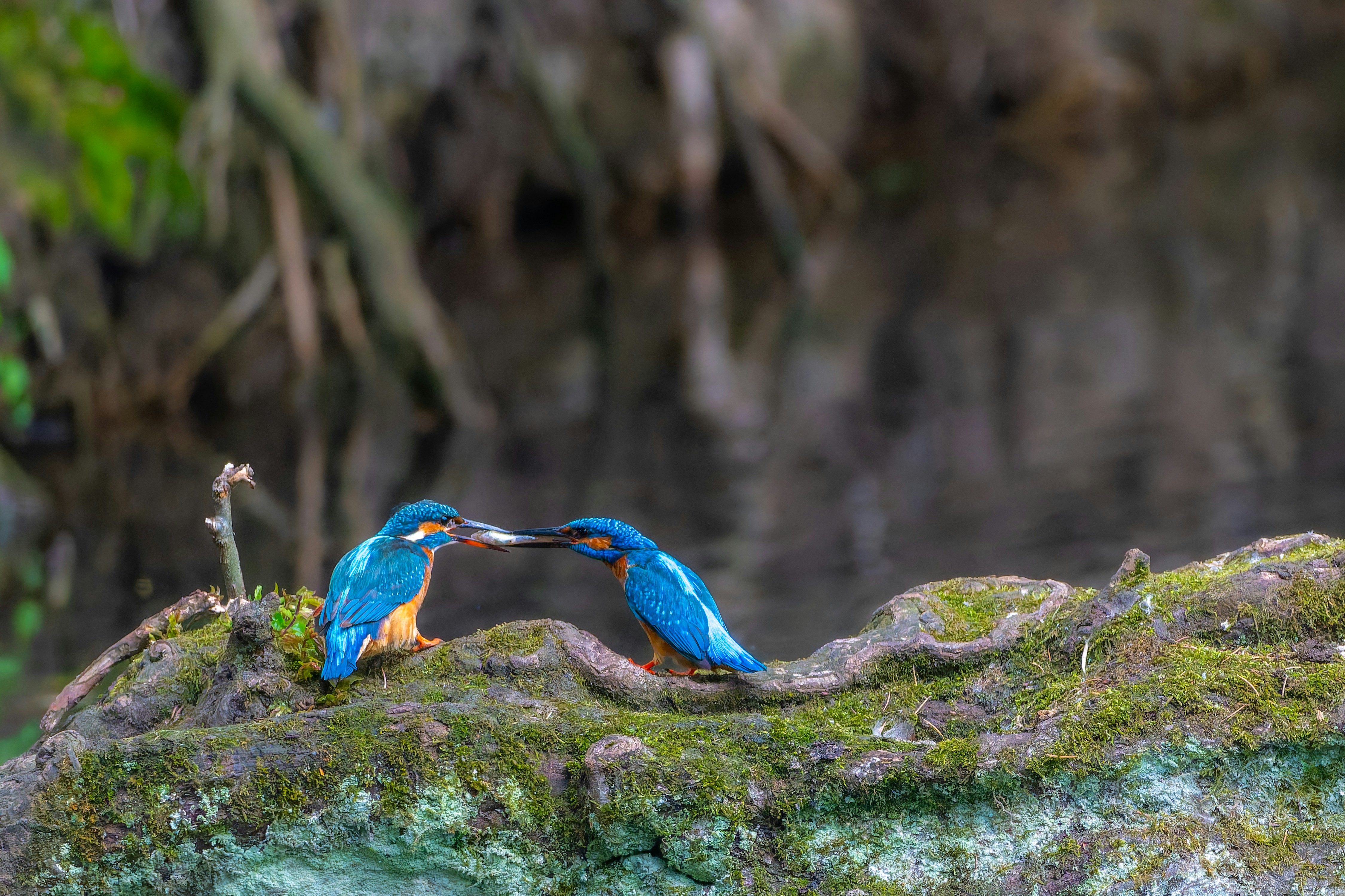 Two Kingfishers Share a Mossy Rock Portrait