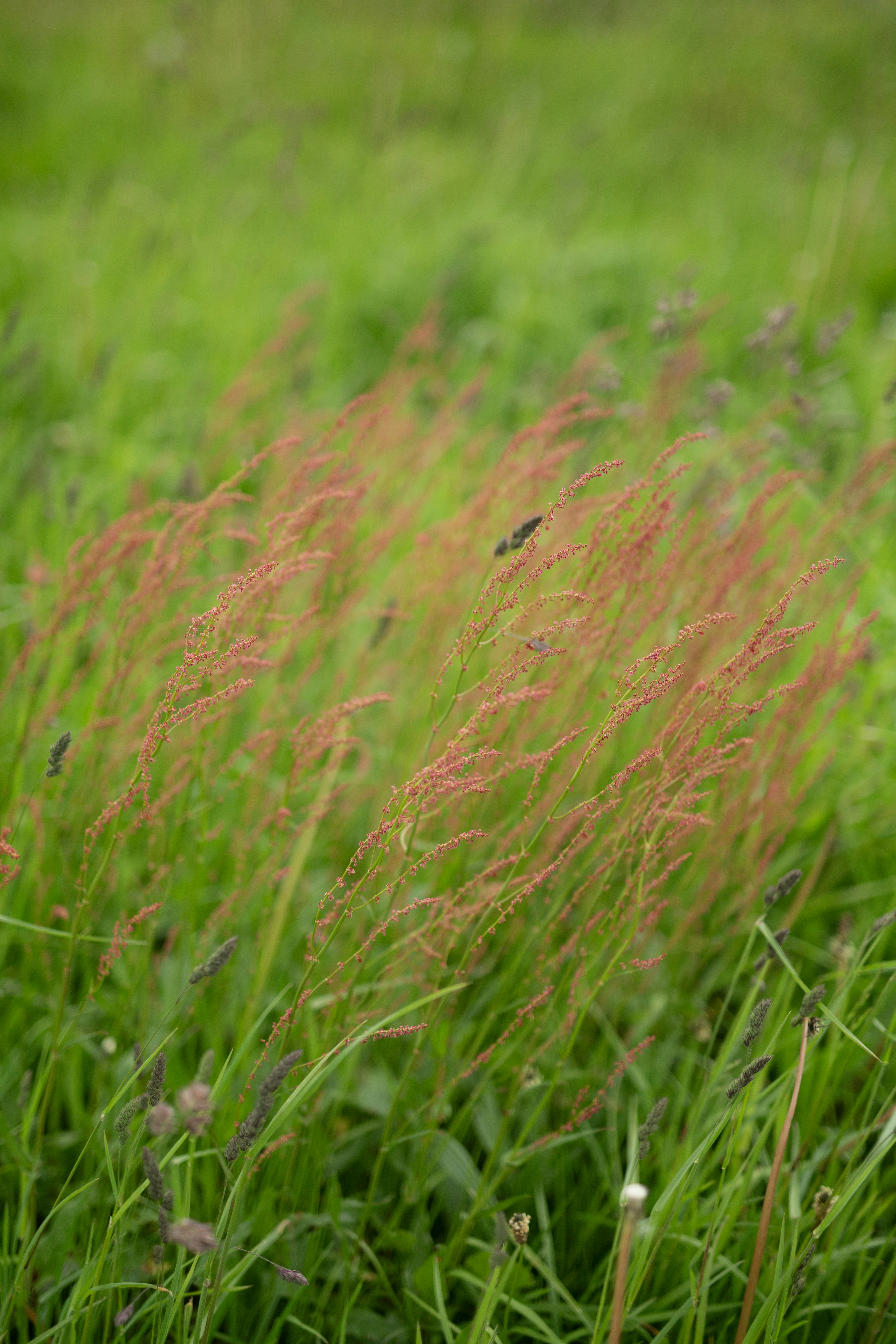 Field of Pink- tipped Grasses in Soft Focus Bloom