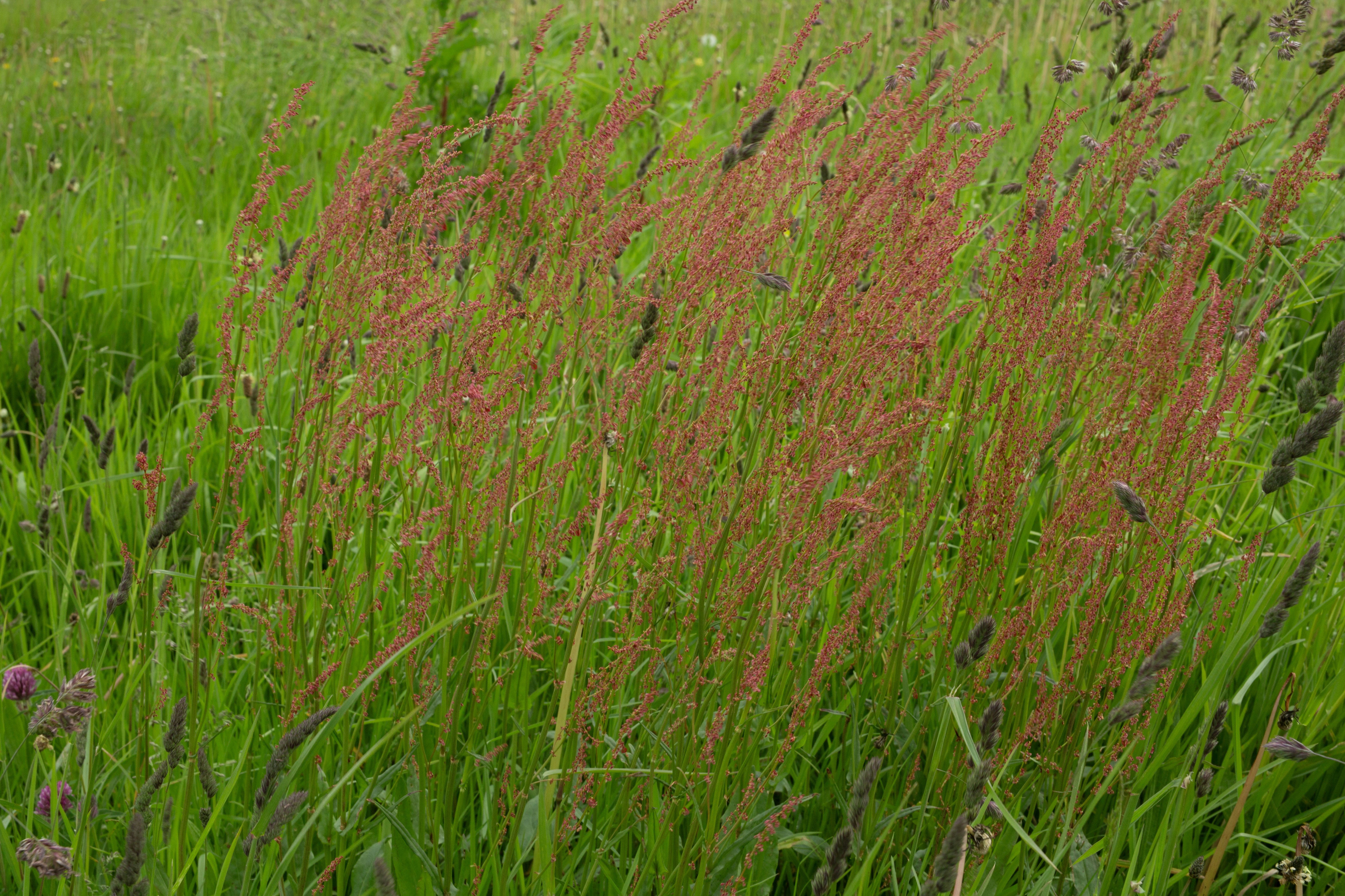 Golden-tipped grasses sway in a sunlit meadow