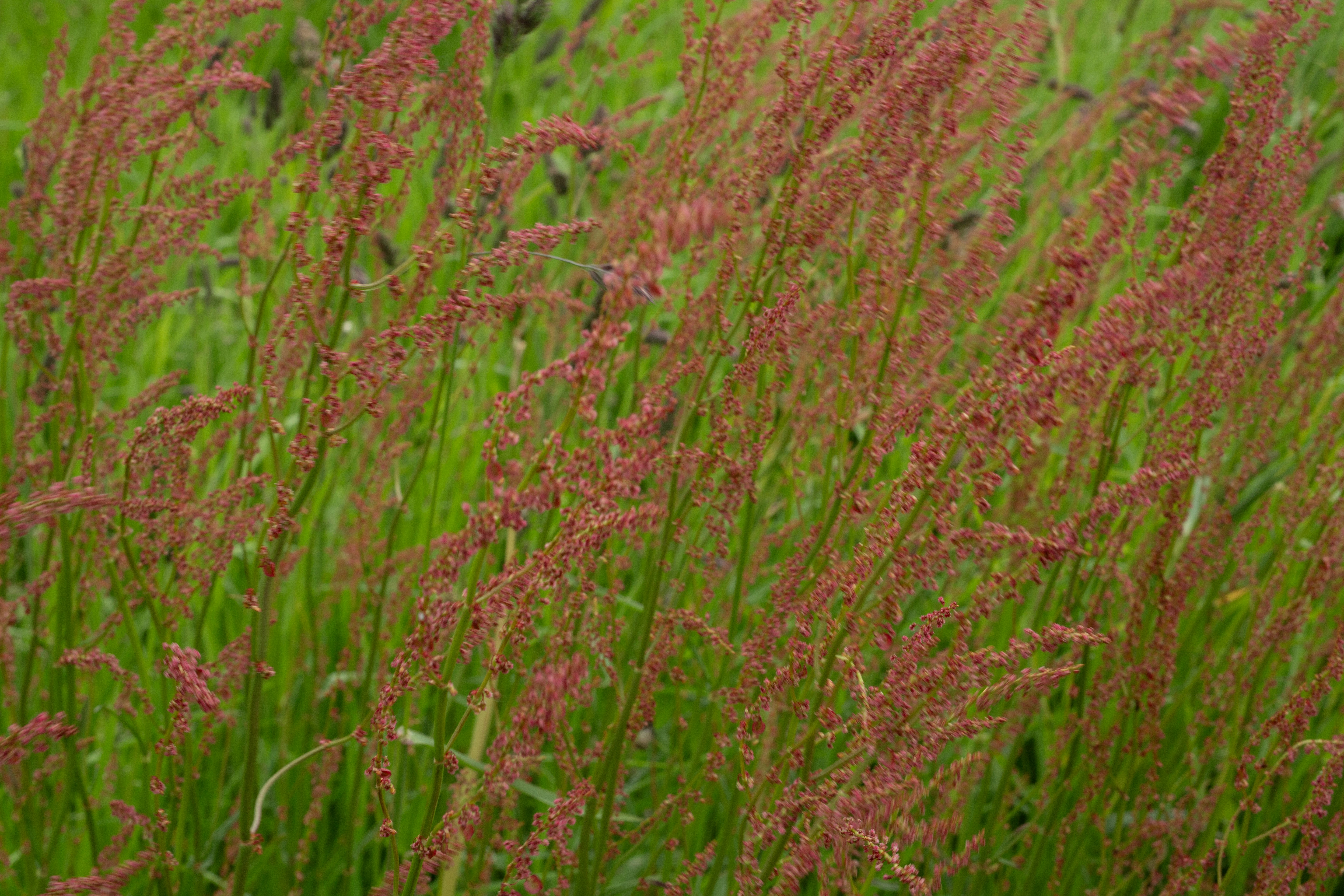 Crimson Seedheads in a Serenade of Green