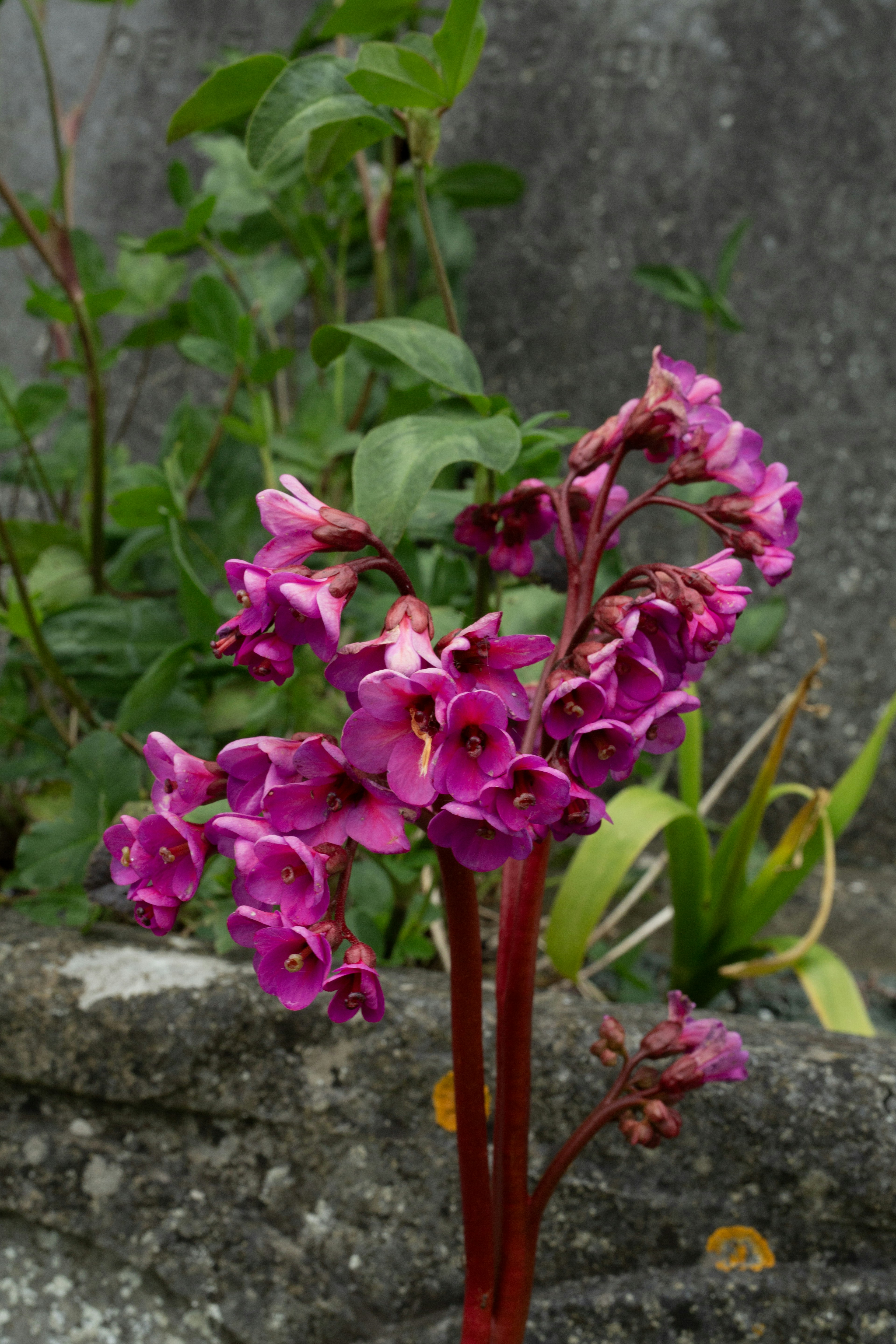 Crimson Cluster: A Stem of Fuchsia Blossoms Against Concrete