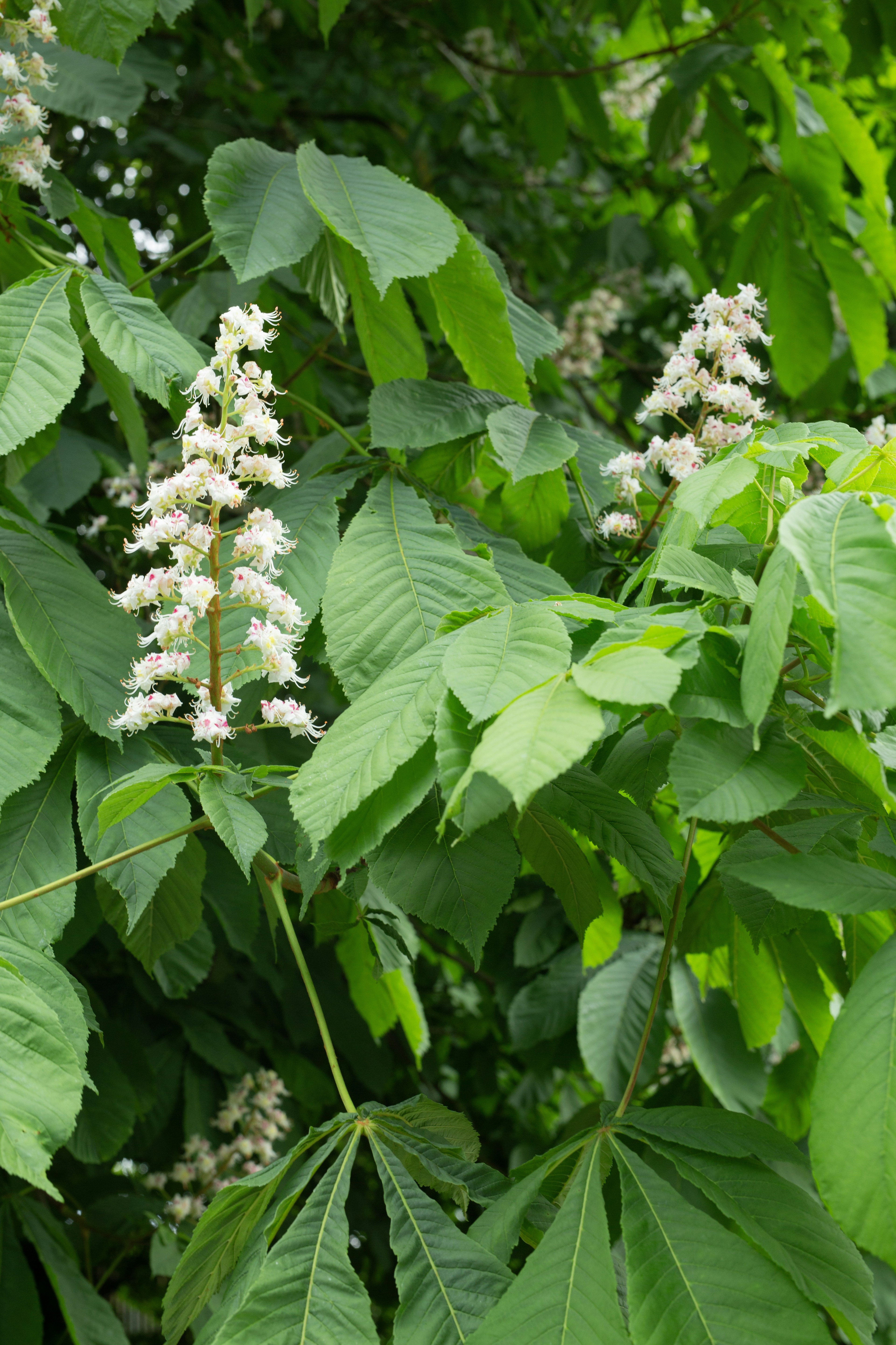 Hidden cascade of white blossoms among lush green leaves