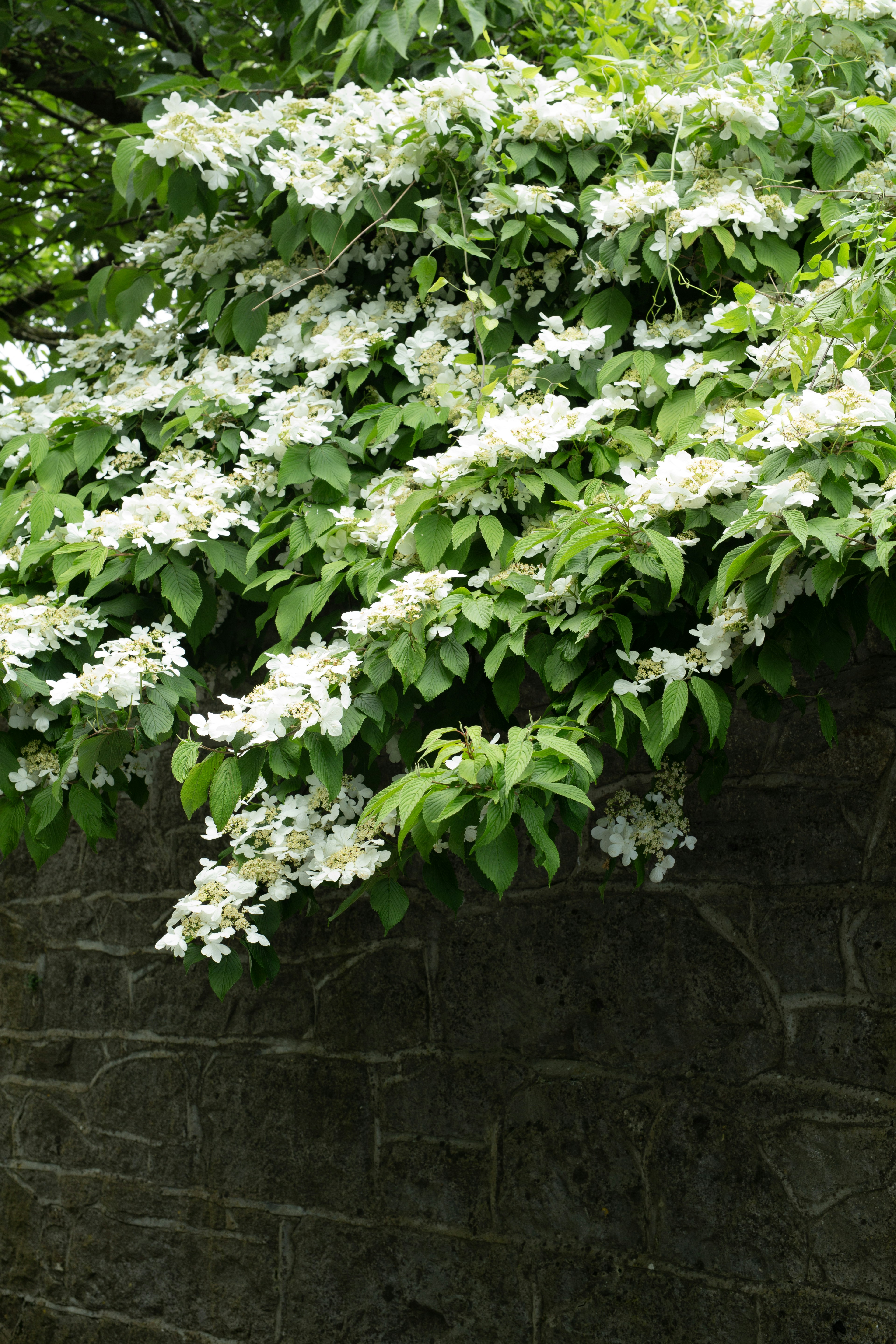 White-flowered shrub spilling over a weathered stone wall