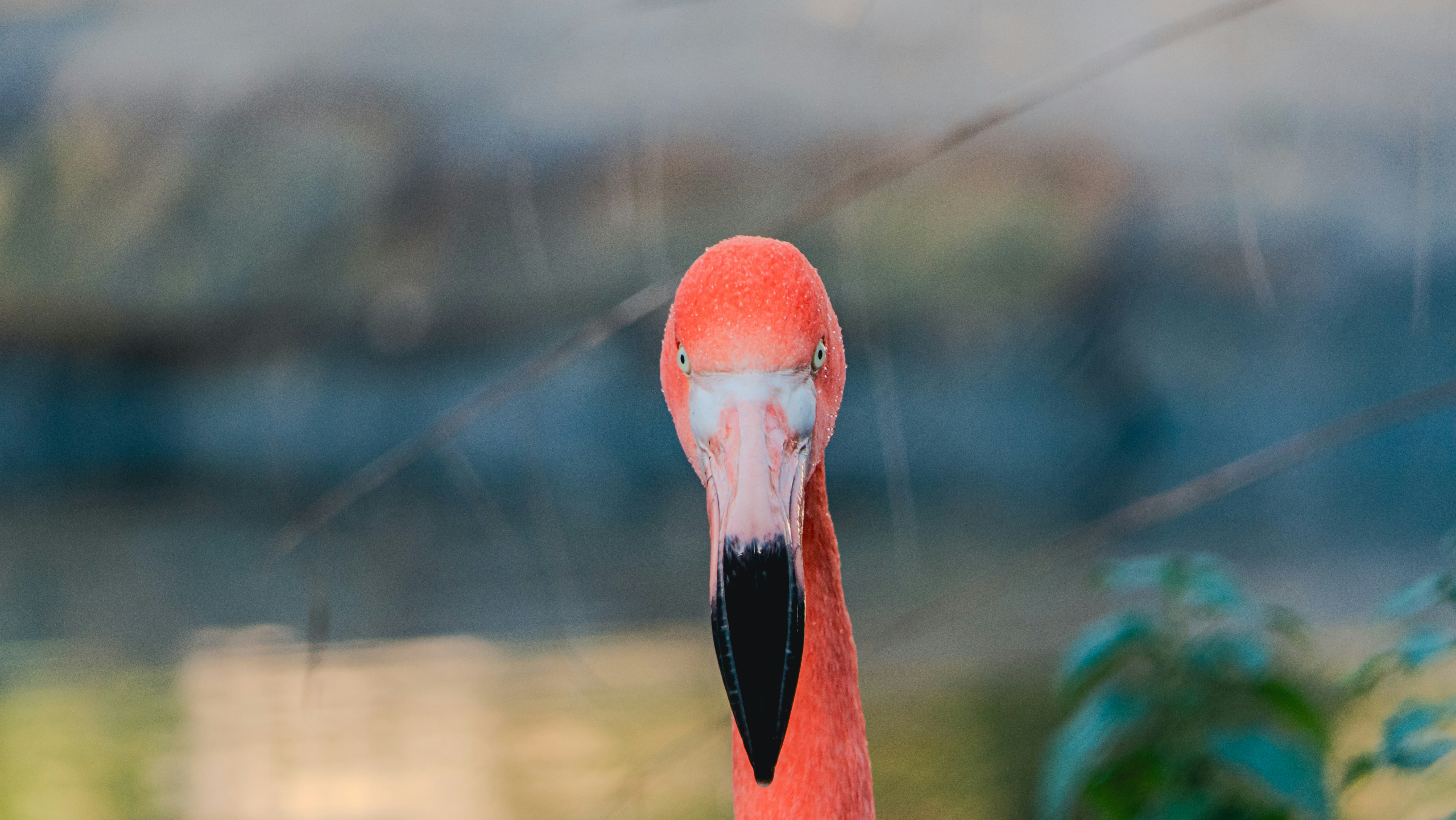 A close-up of a flamingo's head and beak.