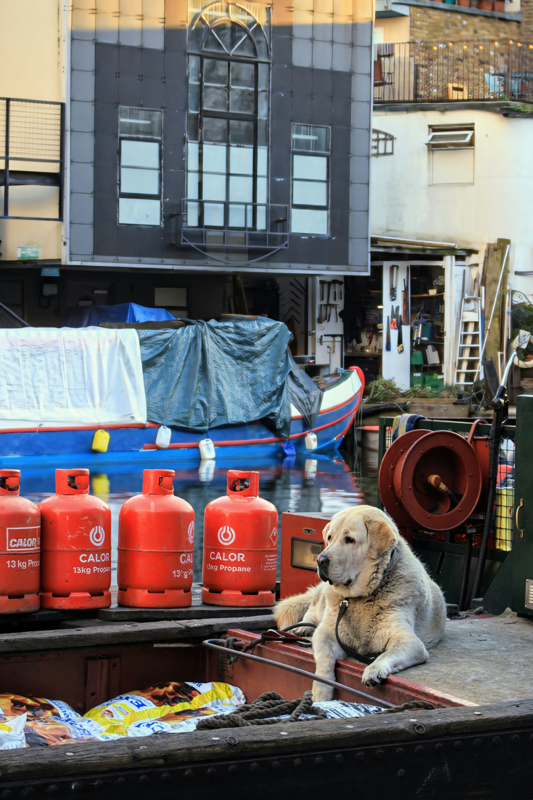 Dockside Guardian: A Dog Watches Over the Red Propane Taps