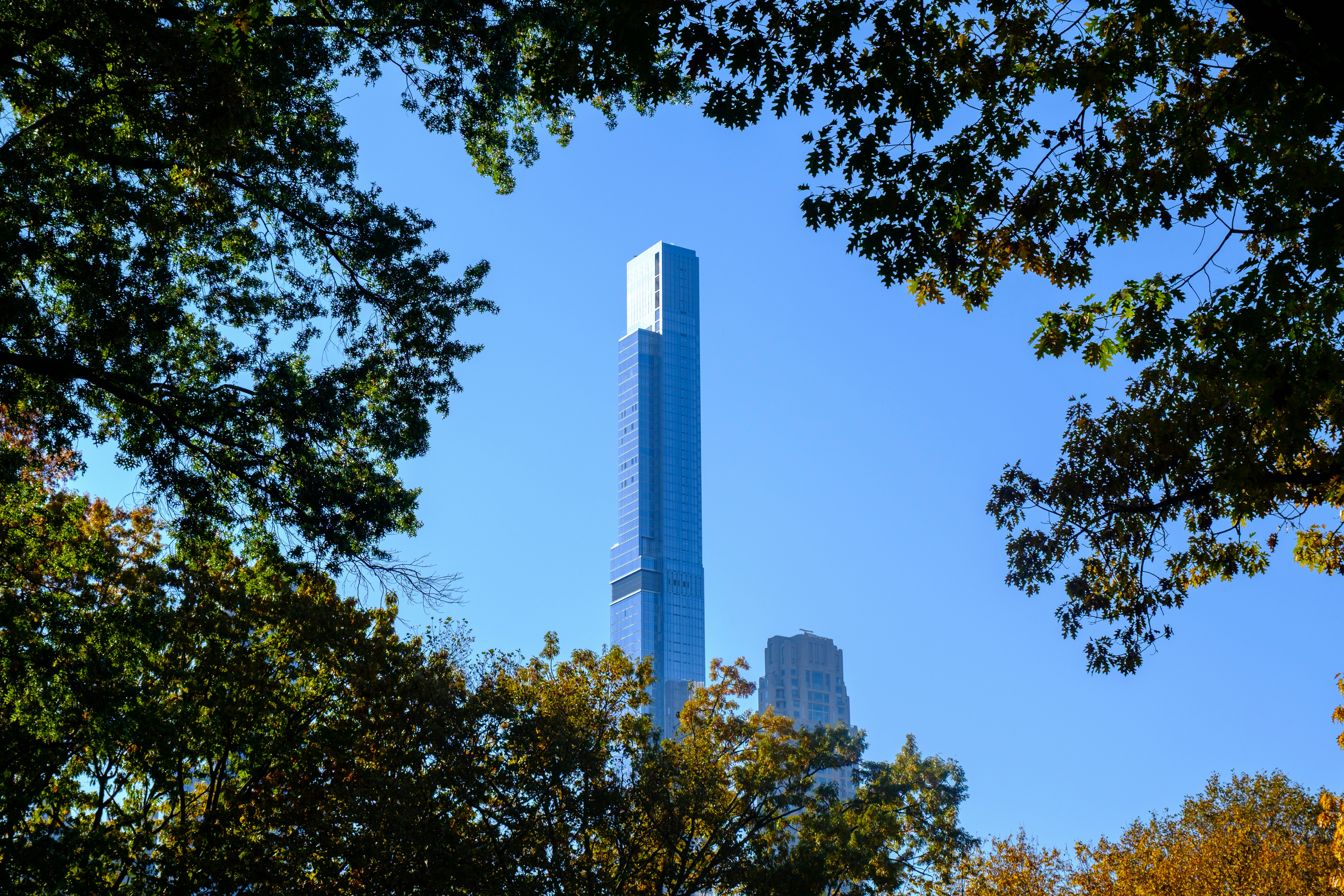 Vertical Giant Rising Above The Canopy