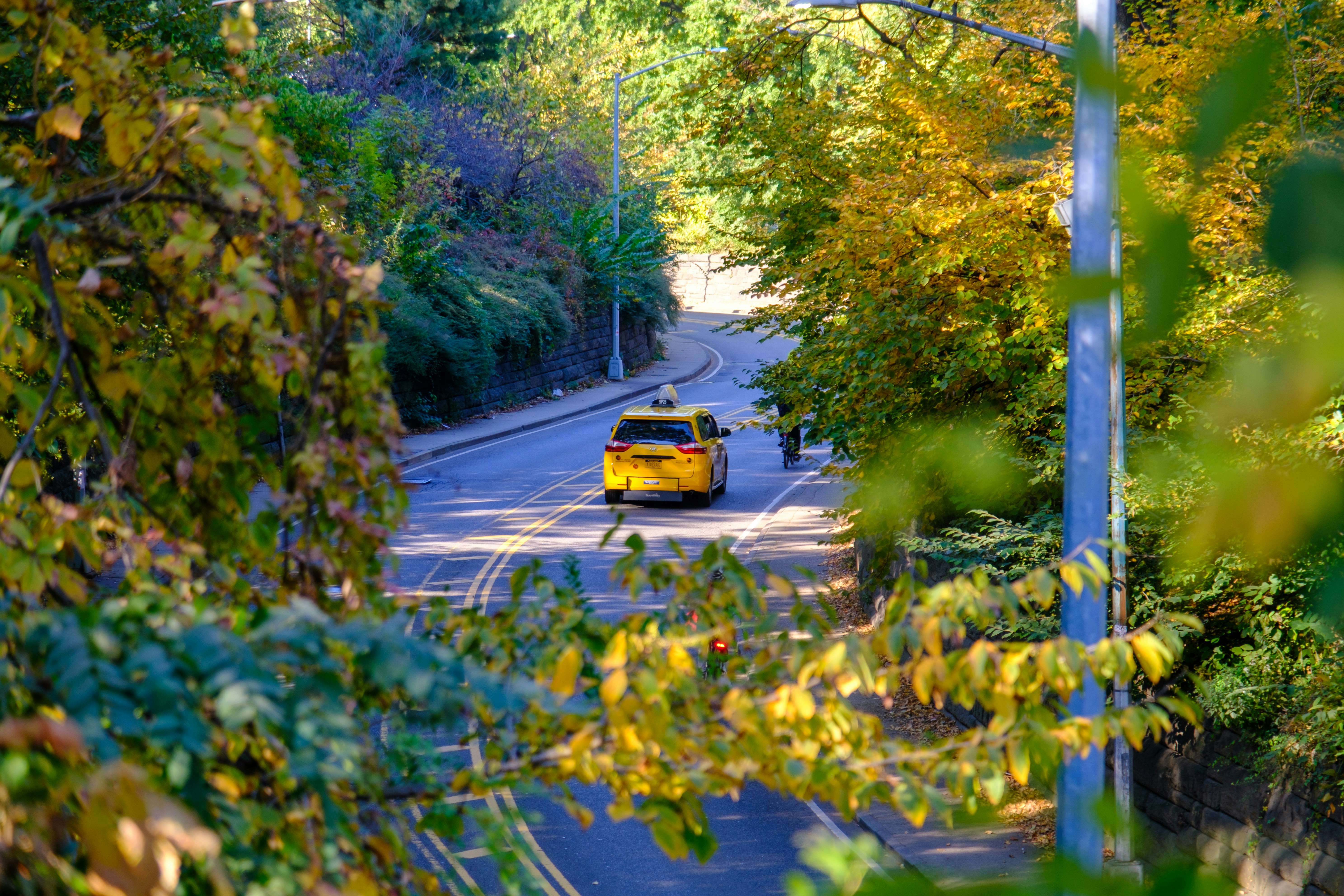 Yellow Taxi on aQuiet Tree-Framed Avenue