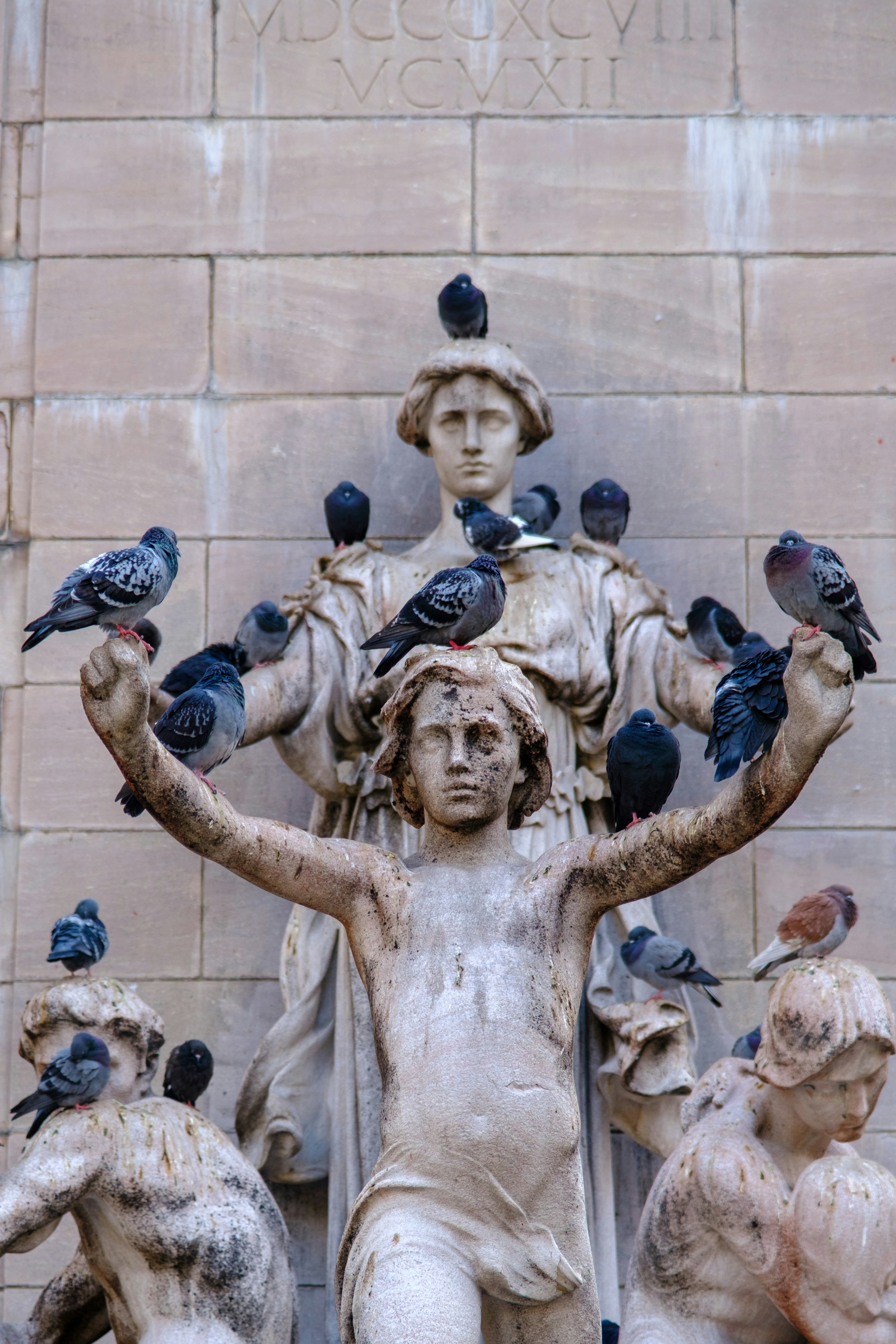 Pigeons as Watchful Audience on a Classical Gesture