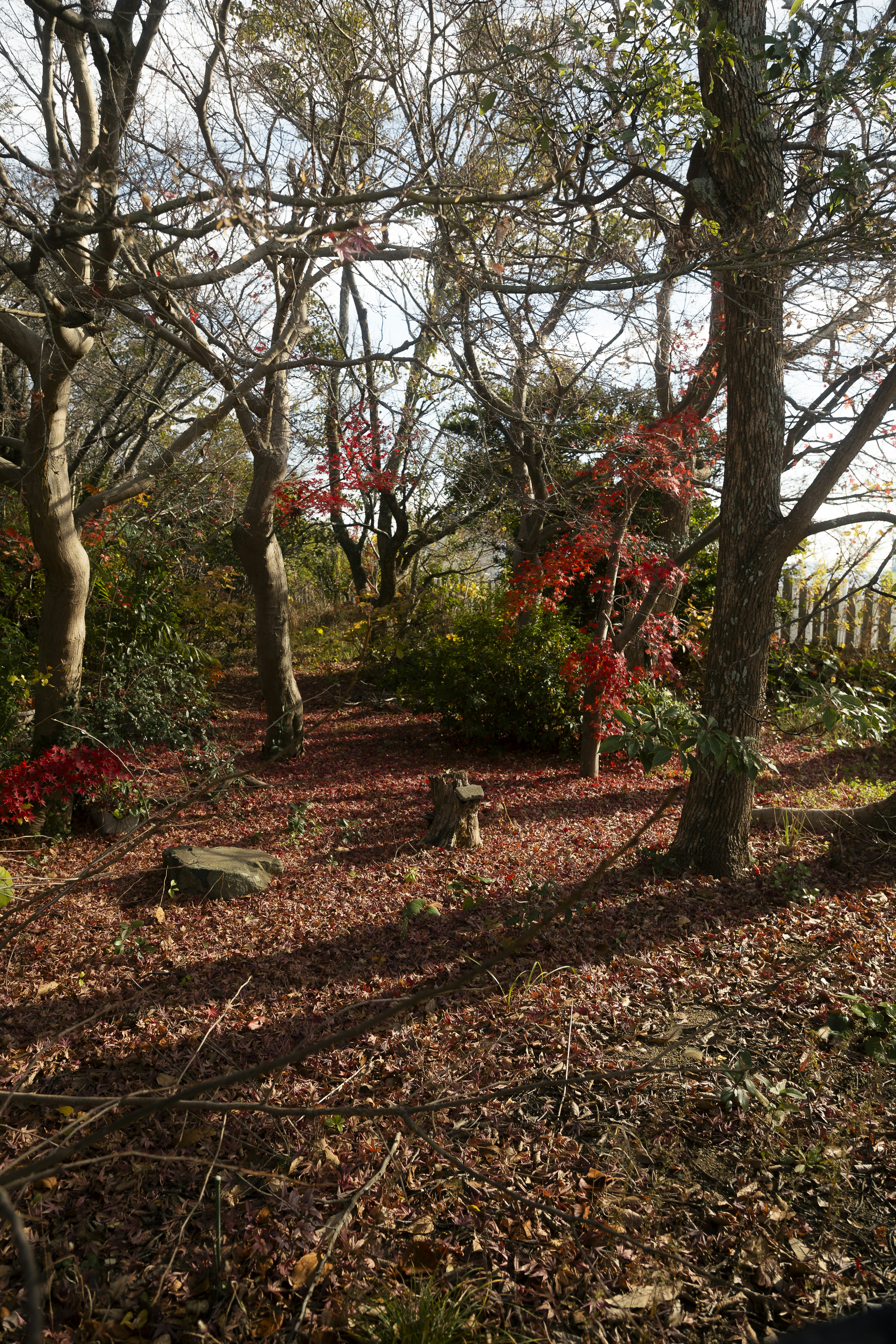 Photo by Gaku Suyama with Canon EOS R6