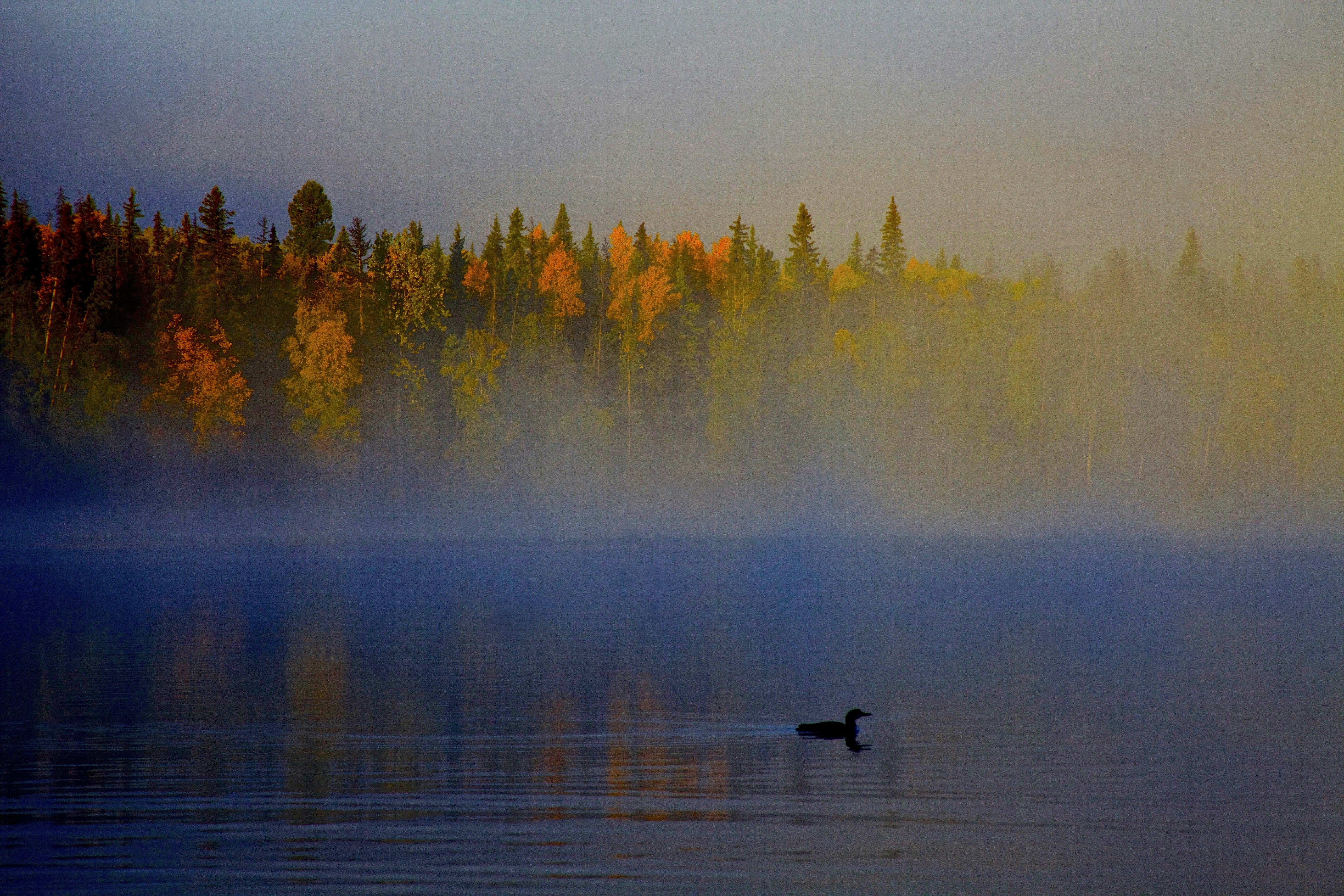 Dawn Mist Over the Lake: A Quiet Flight of a Duck