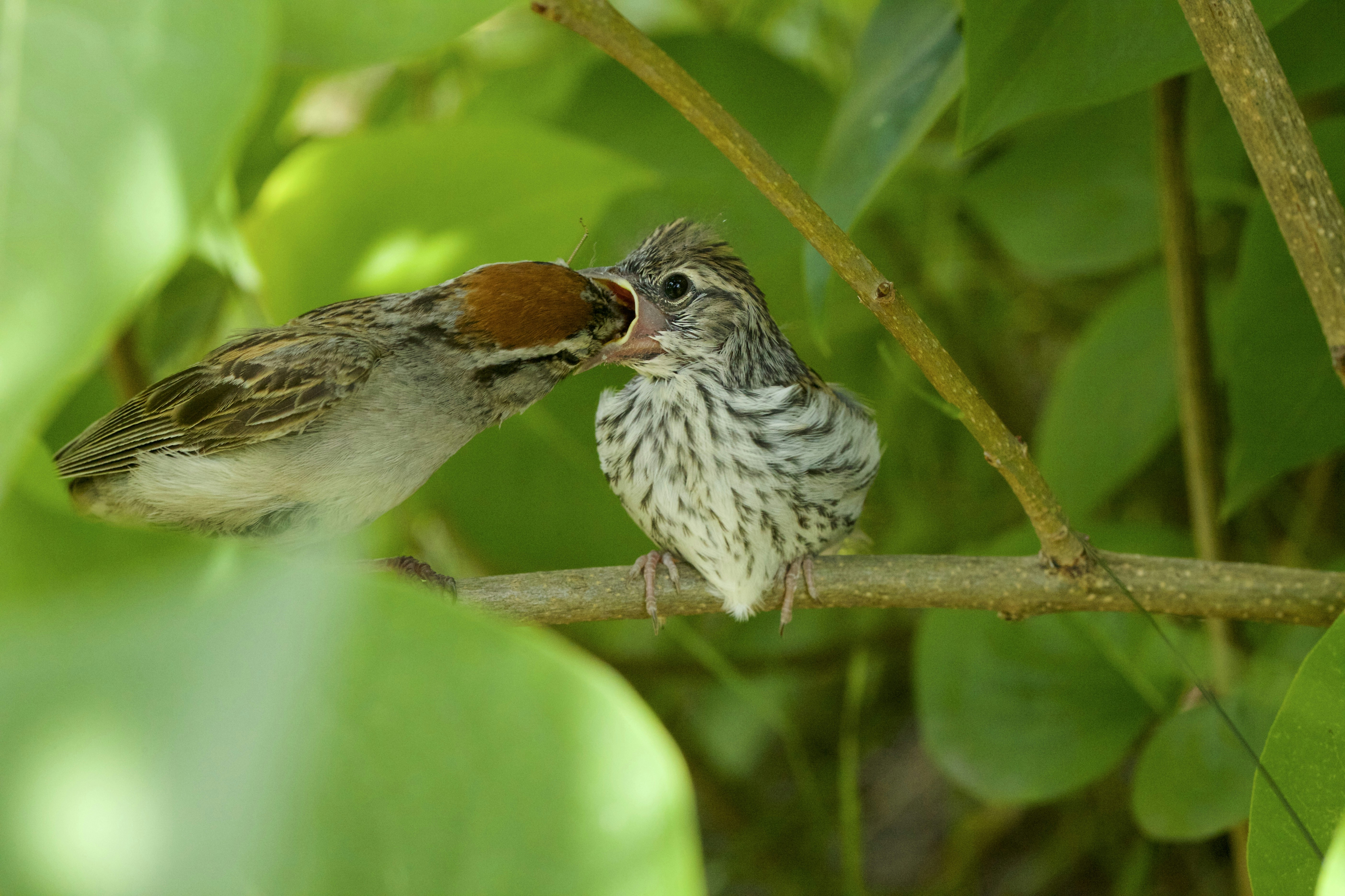 Winged Exchange Under Green Canopy: A Feathery Nuzzle