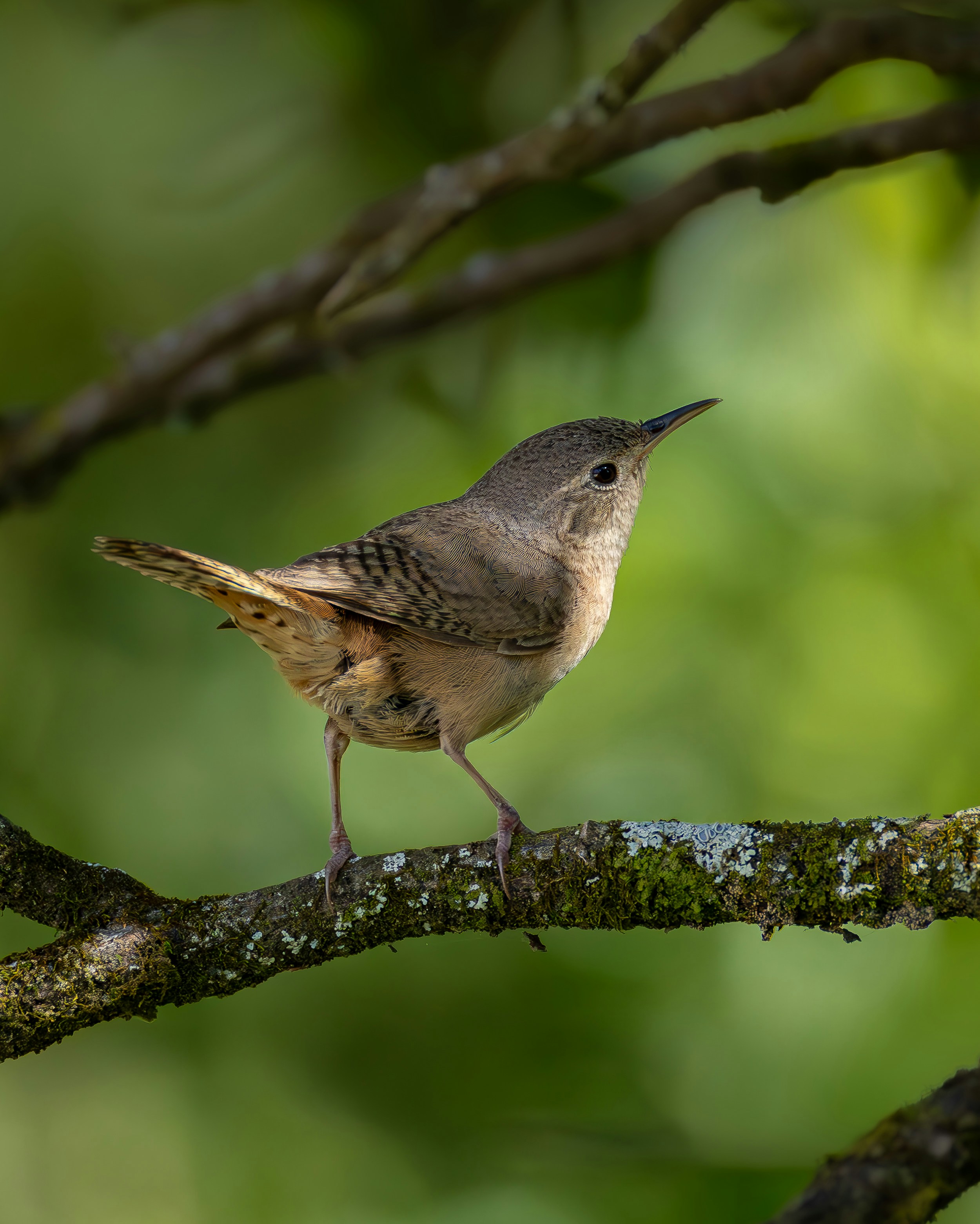 Perched Songbird in Dappled Green