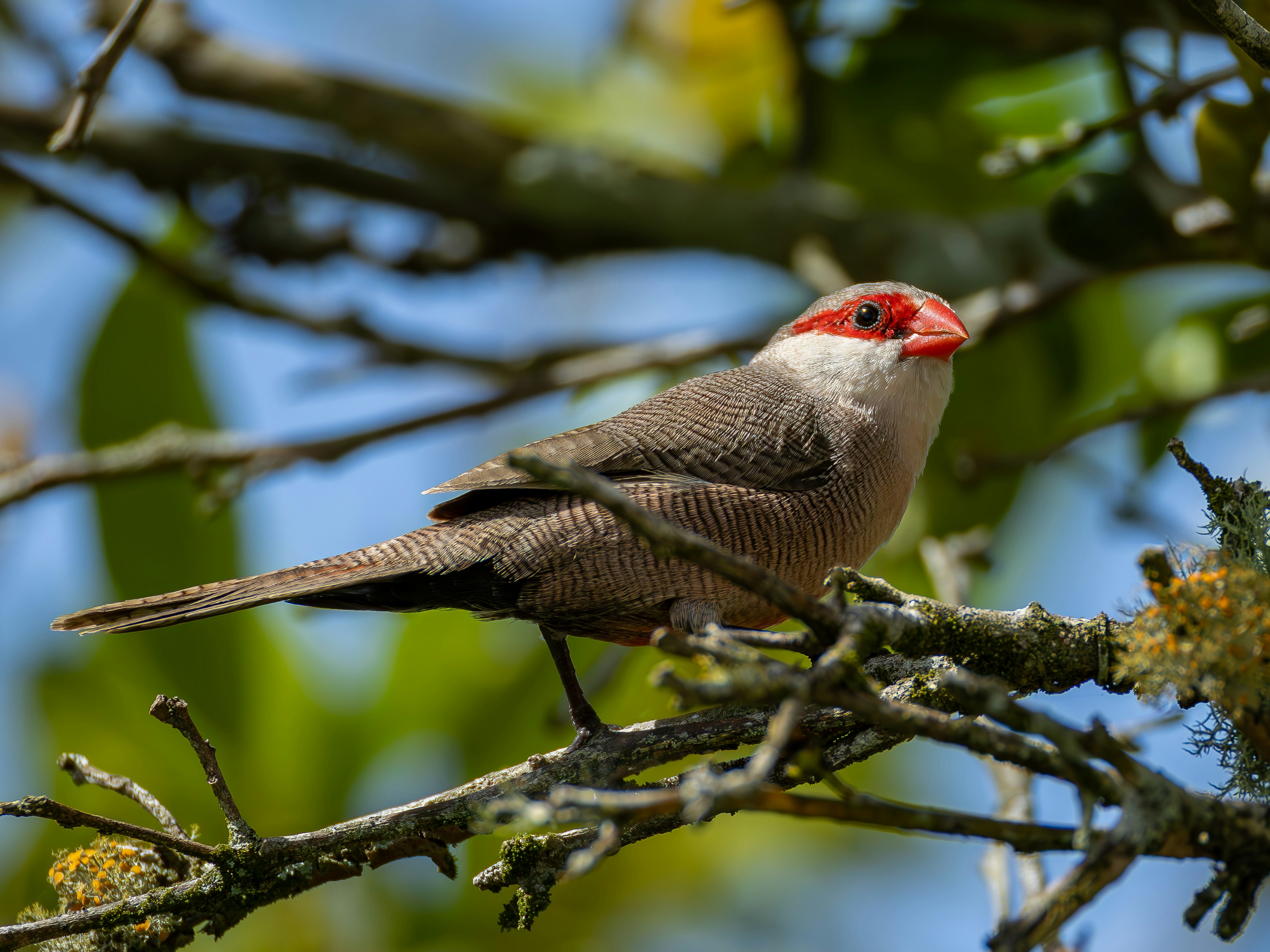 Scarlet Beak in Sunlit Foliage