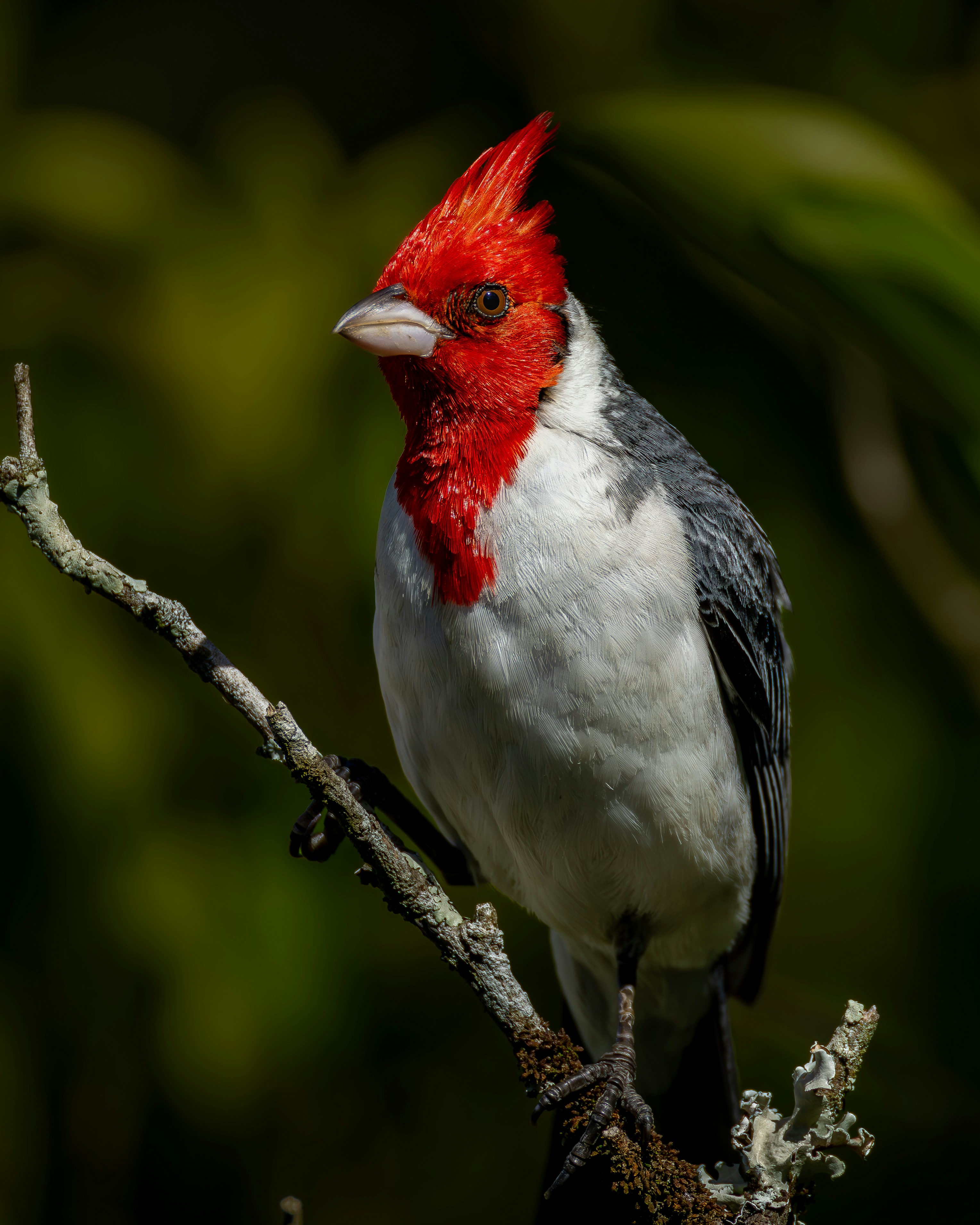 Red-crested Cardinal perching with foliage-bokeh backdrop