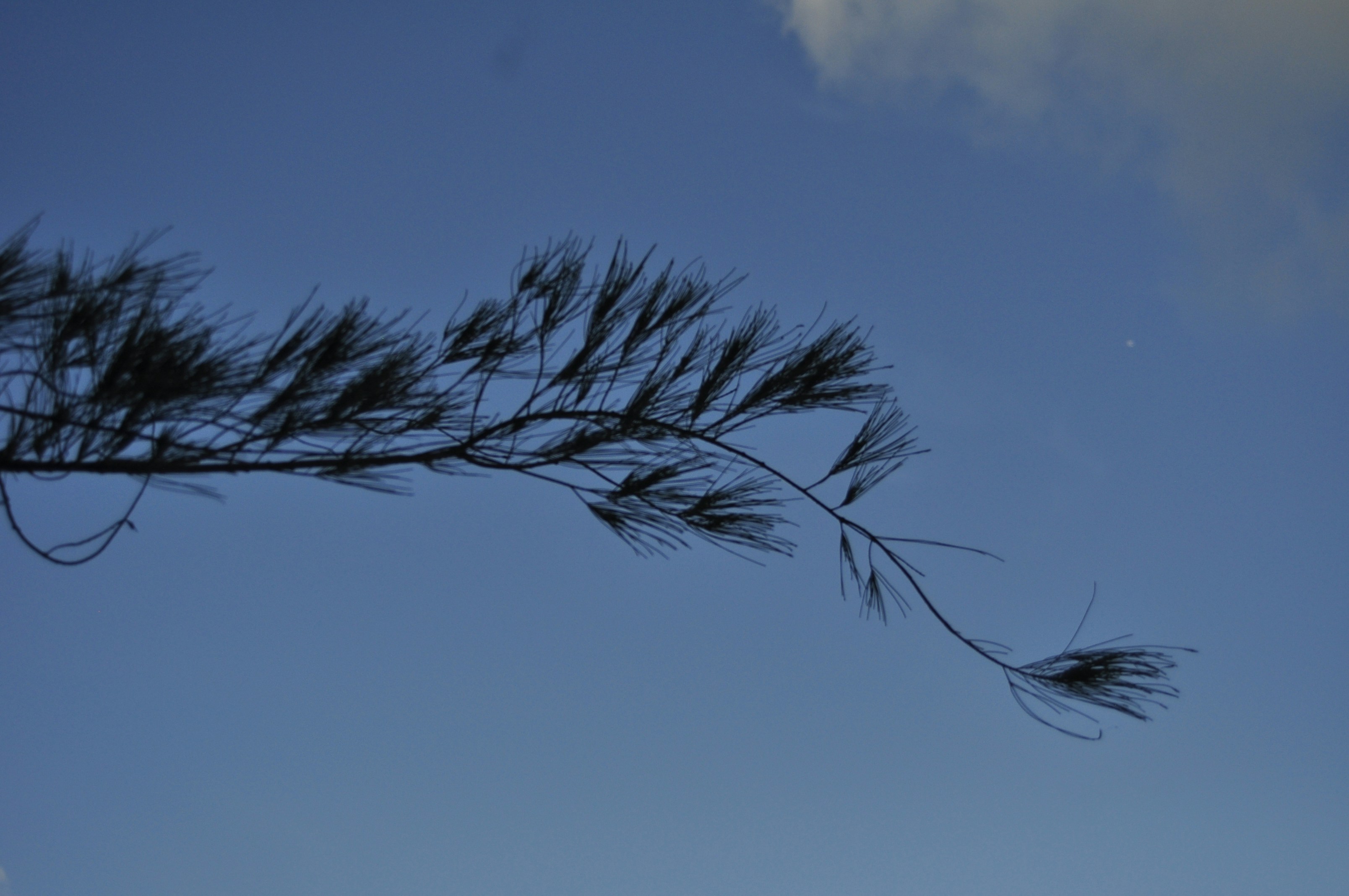 Wind-Touched Frond in a Clear Sky