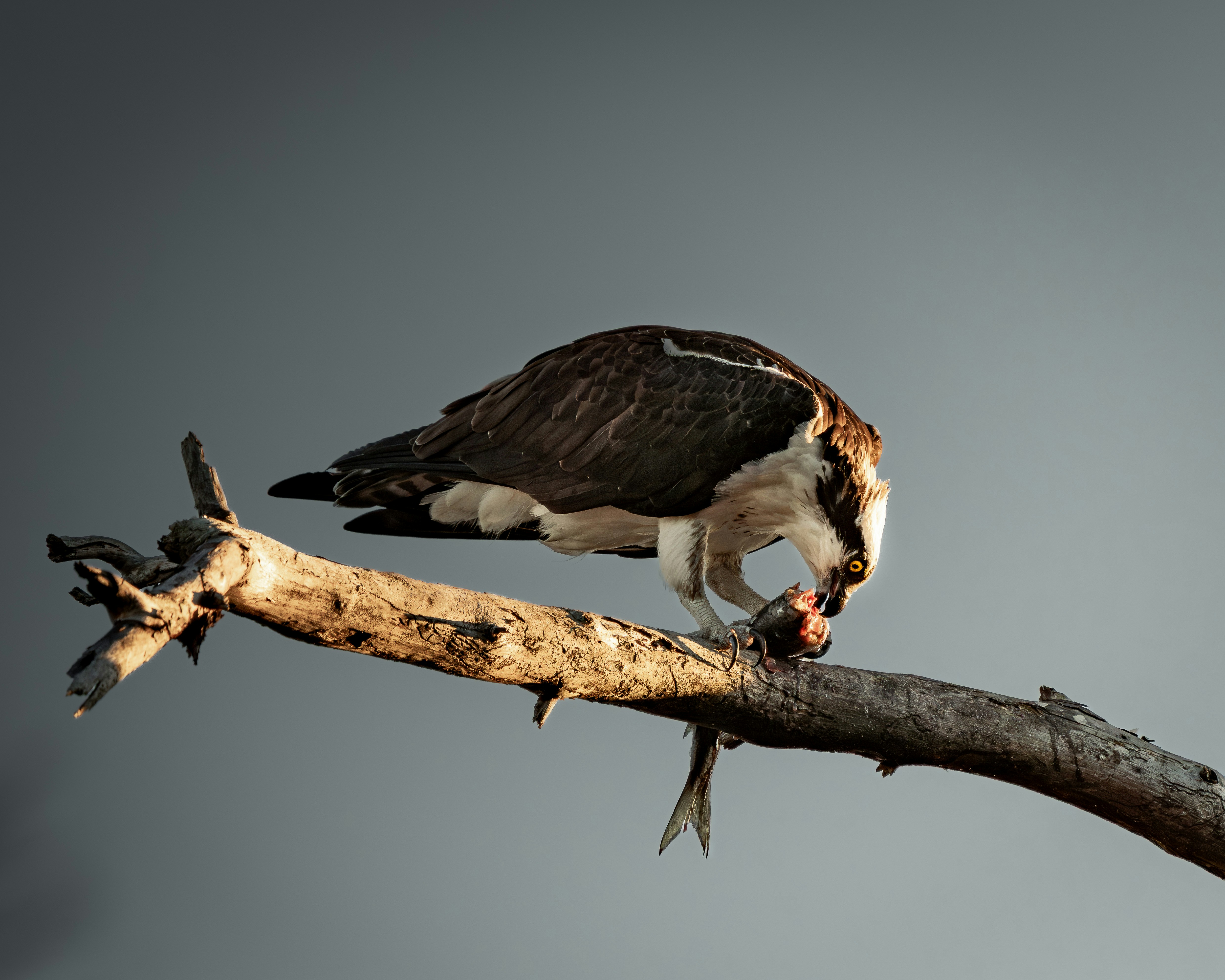 Raptor on a Broken Limb: A Harsh Snack in Moment