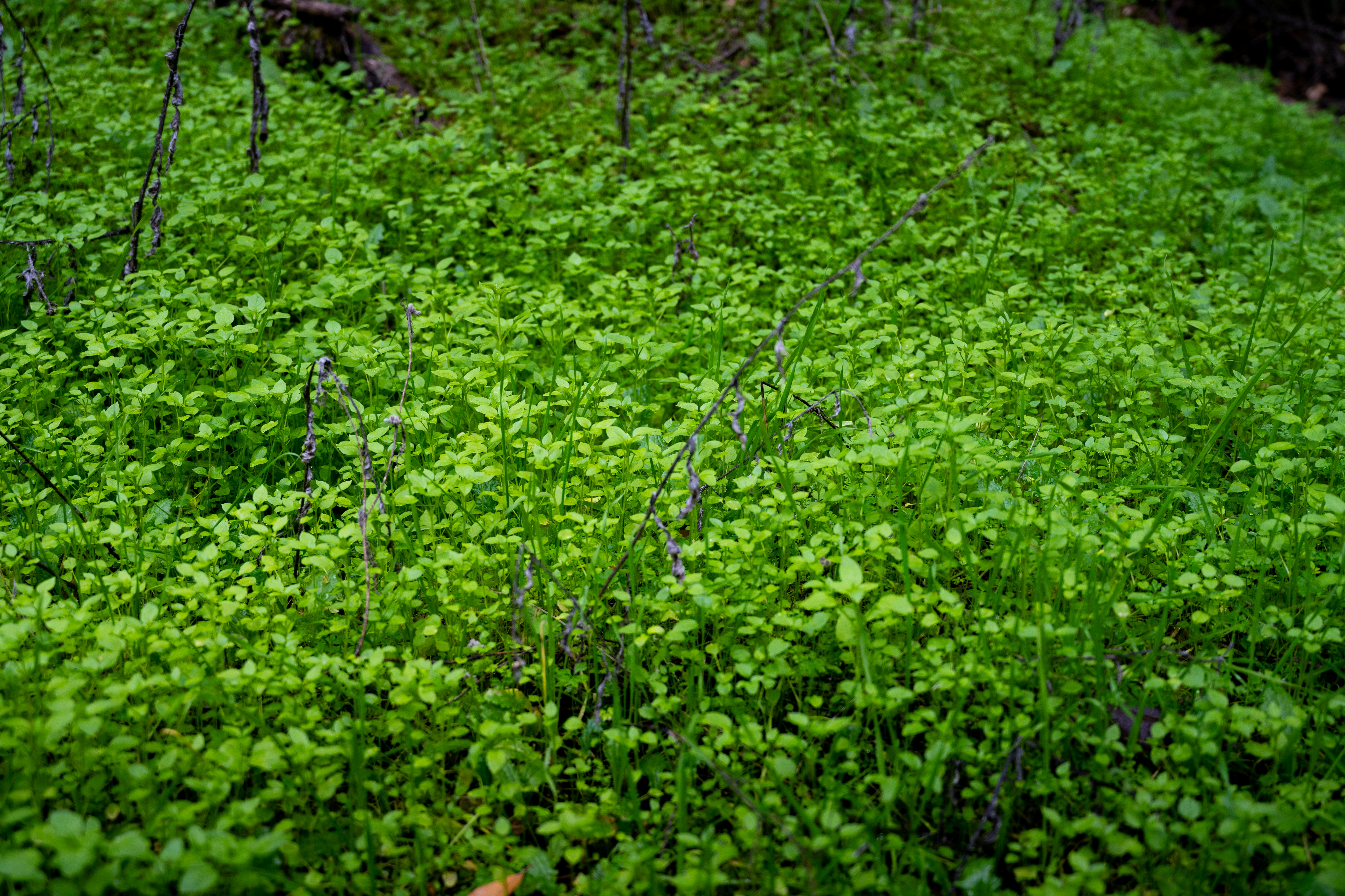 Emerald Carpet Under a Woven Canopy