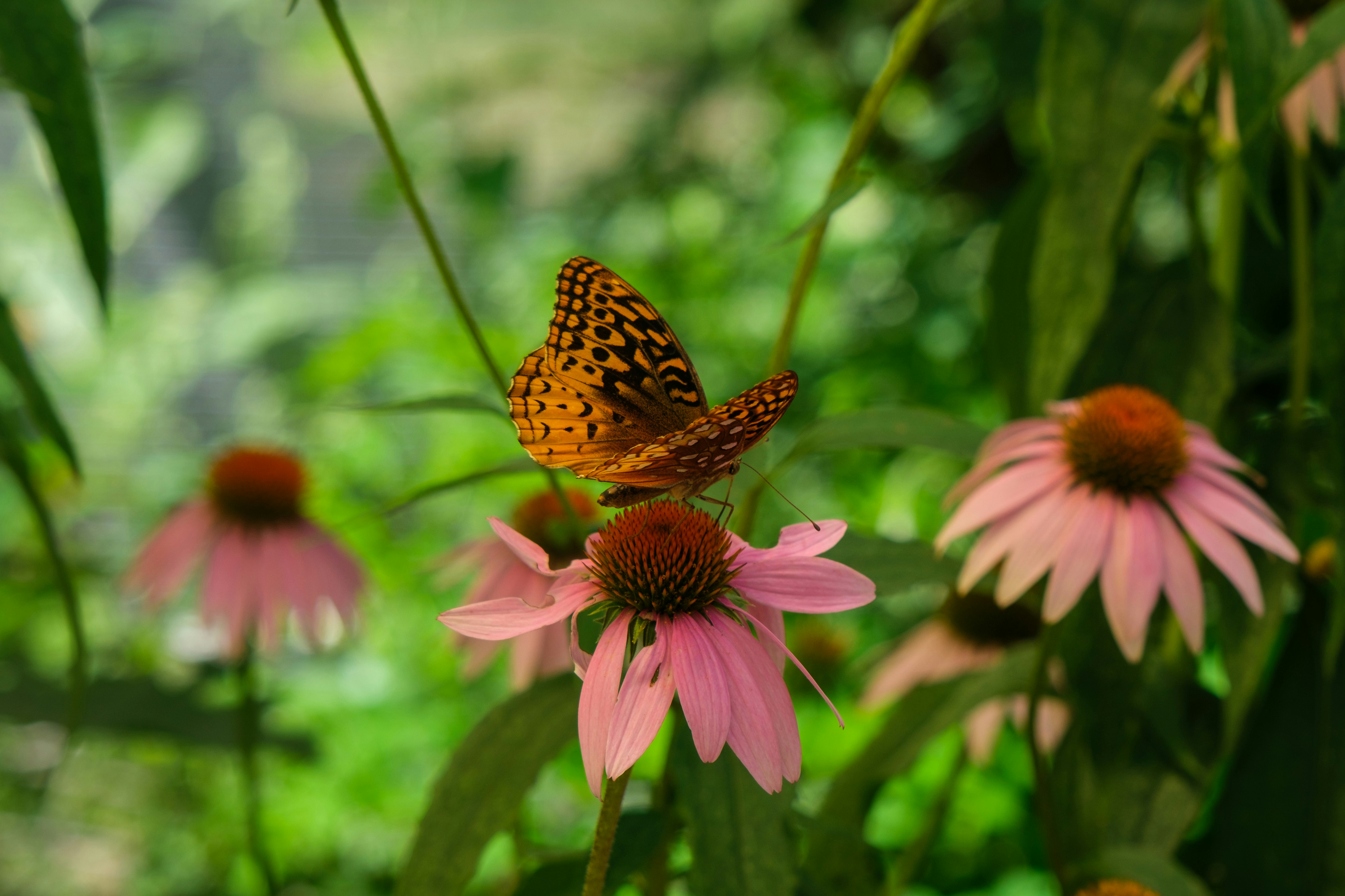 Flutter on Pink Pom-poms: A Butterfly Visitor in Bloom
