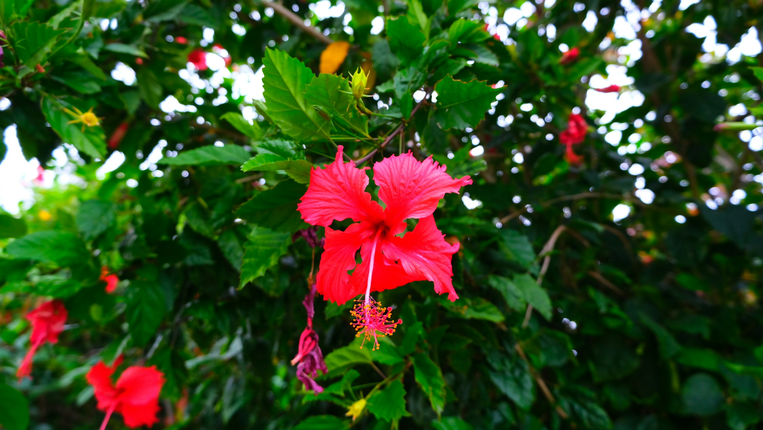 Crimson hibiscus bloom framed by a lush green canopy