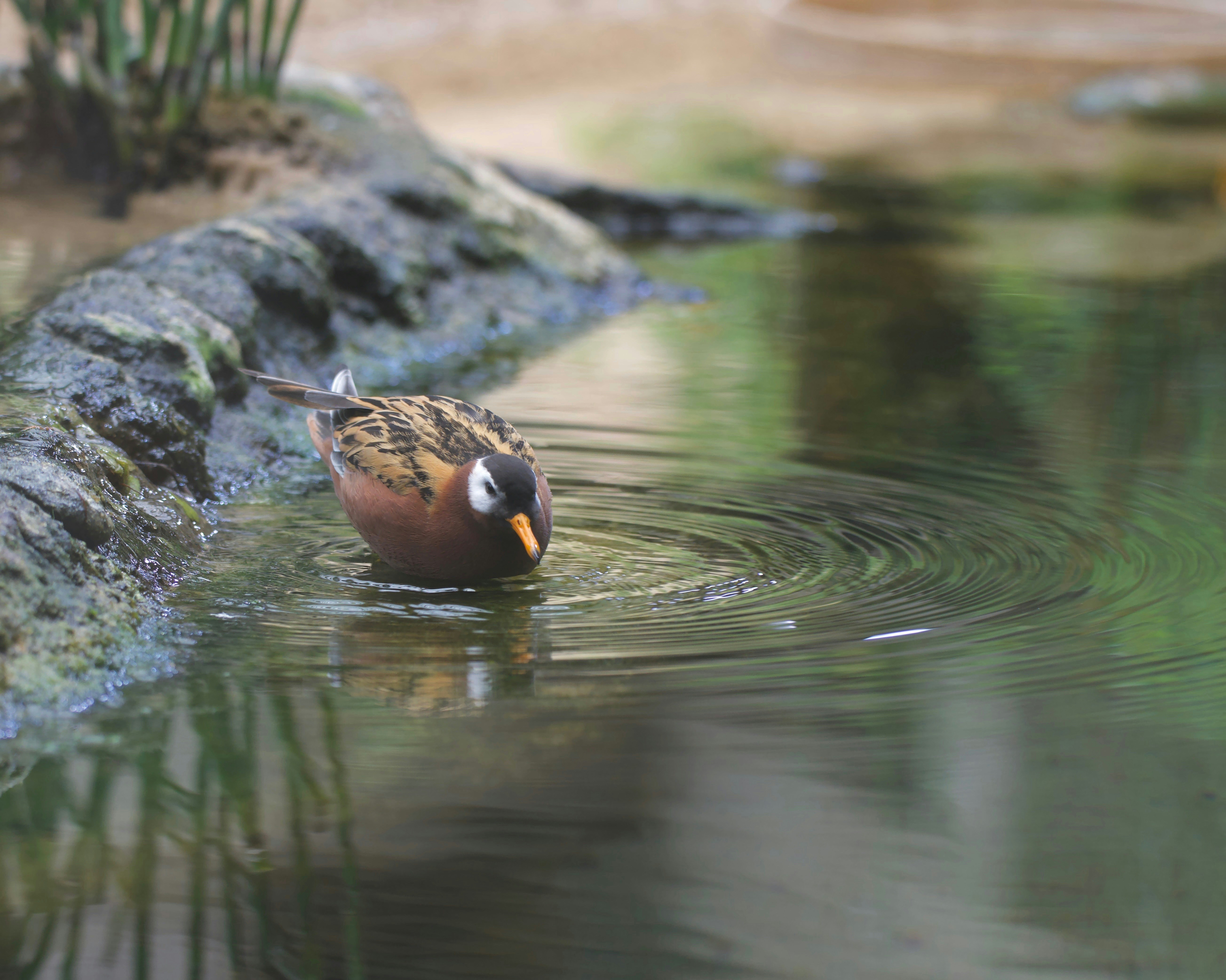 Gentle Dip: A Spotted Wader Cradles the Pond Edge