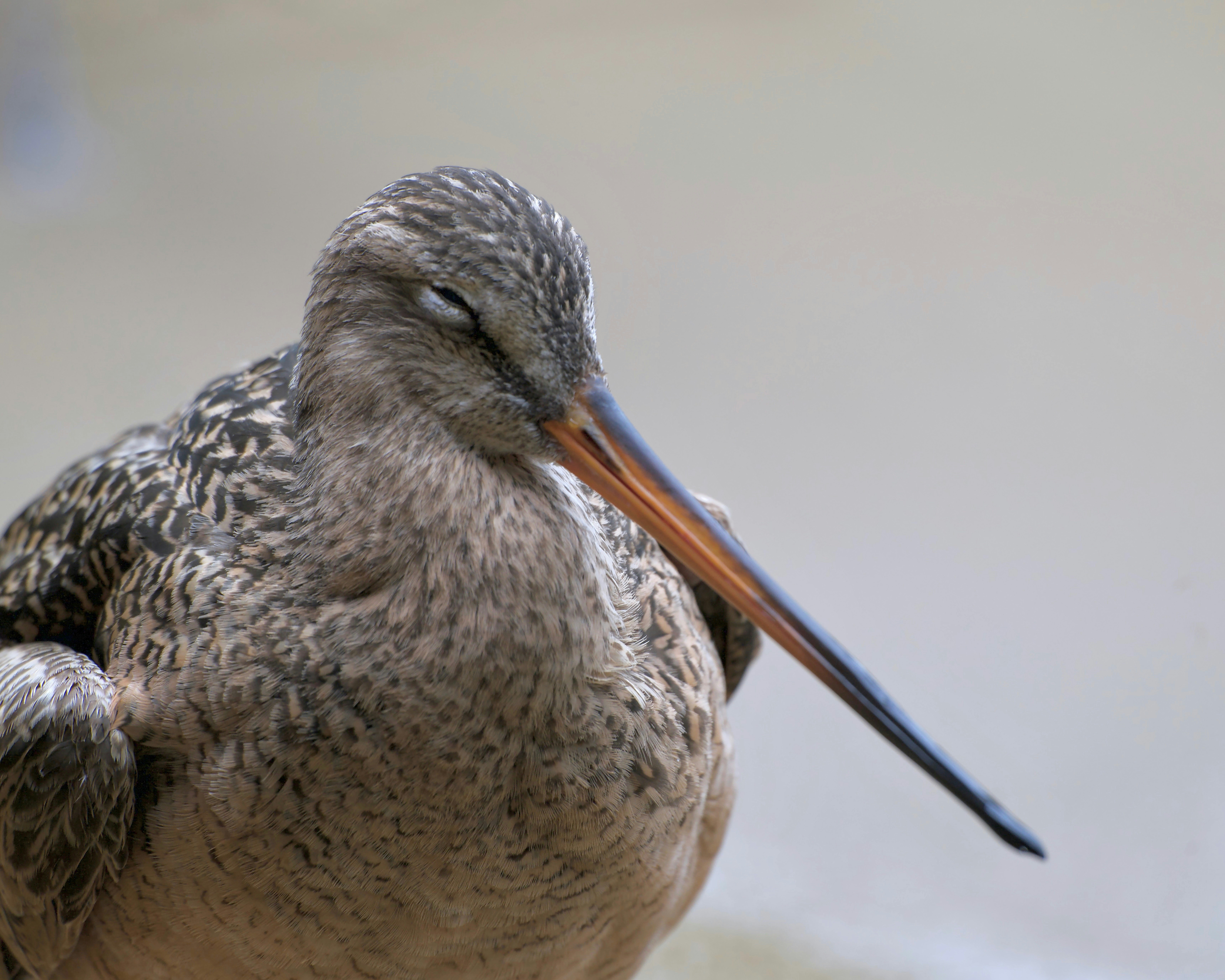 A sleepy marbled godwit